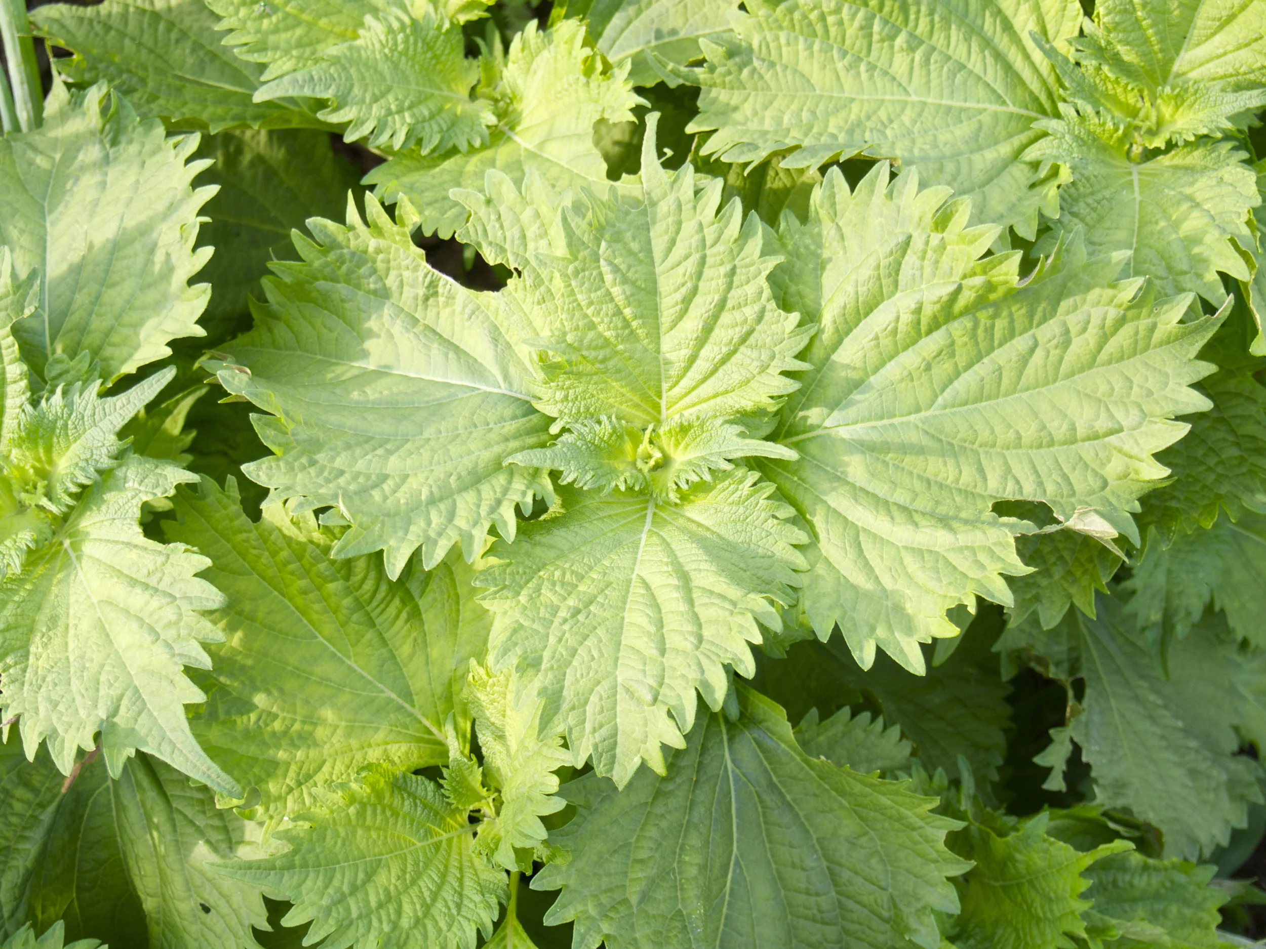 Wholesale Botanical & Herb Supplier | Joseph Flach & Sons