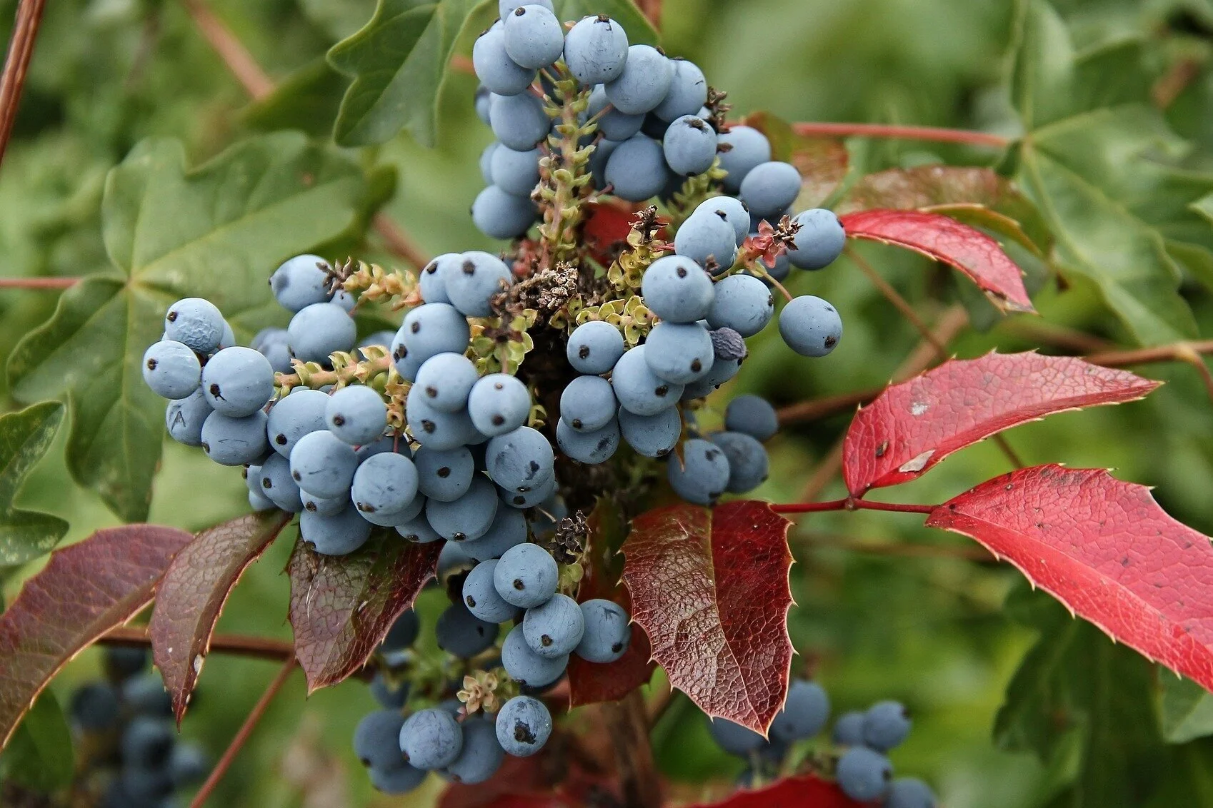 Wholesale Mountain Grape Root - Buy in Bulk | Joseph Flach & Sons