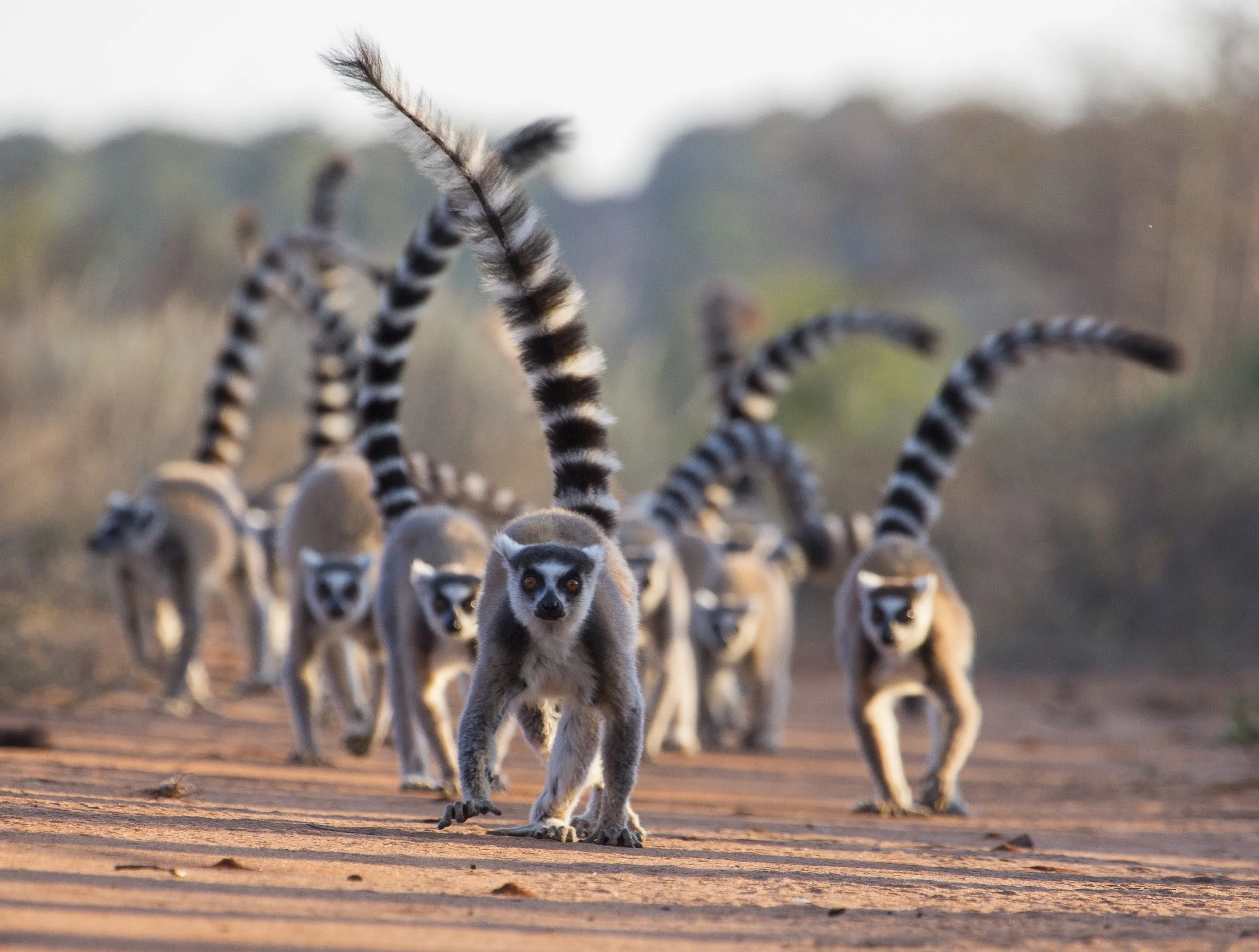 SHOWS — True To Nature