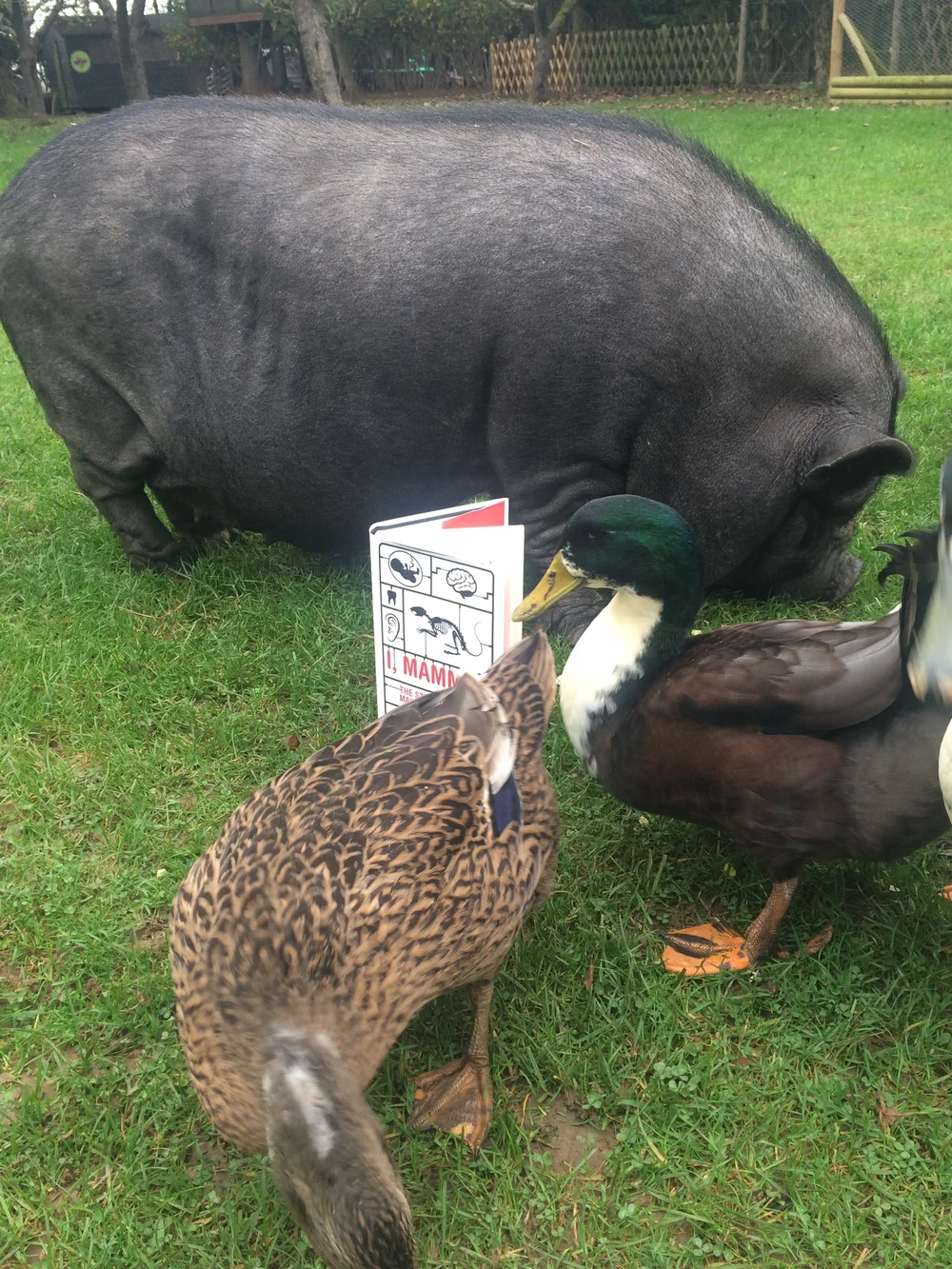 I, Mammal — Liam Drew