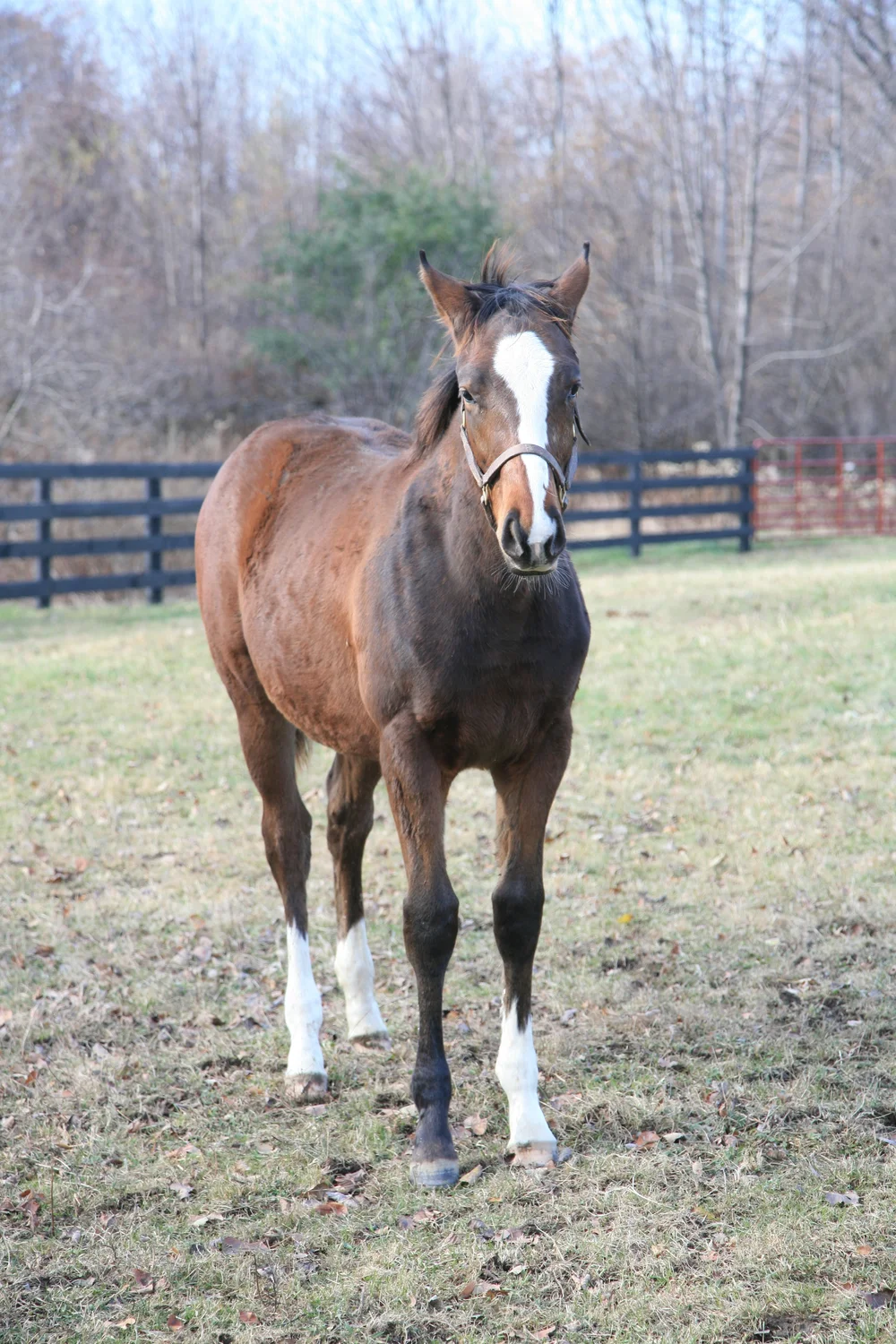 About — TJG Sales Agency & Blue Stone Farm