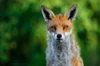 The Canid Project