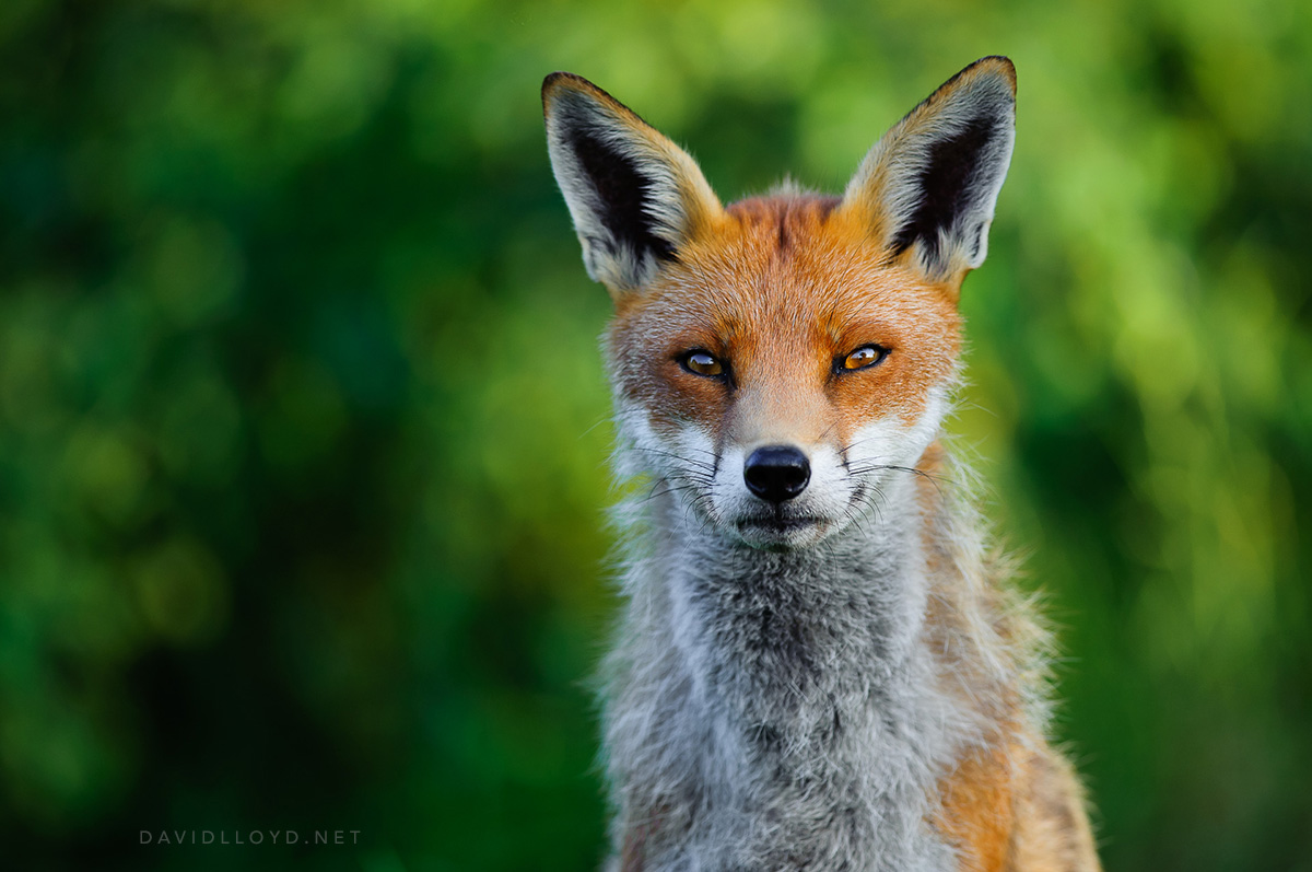 The Canid Project