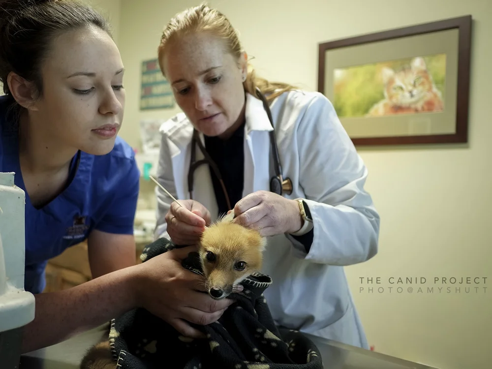 The Canid Project