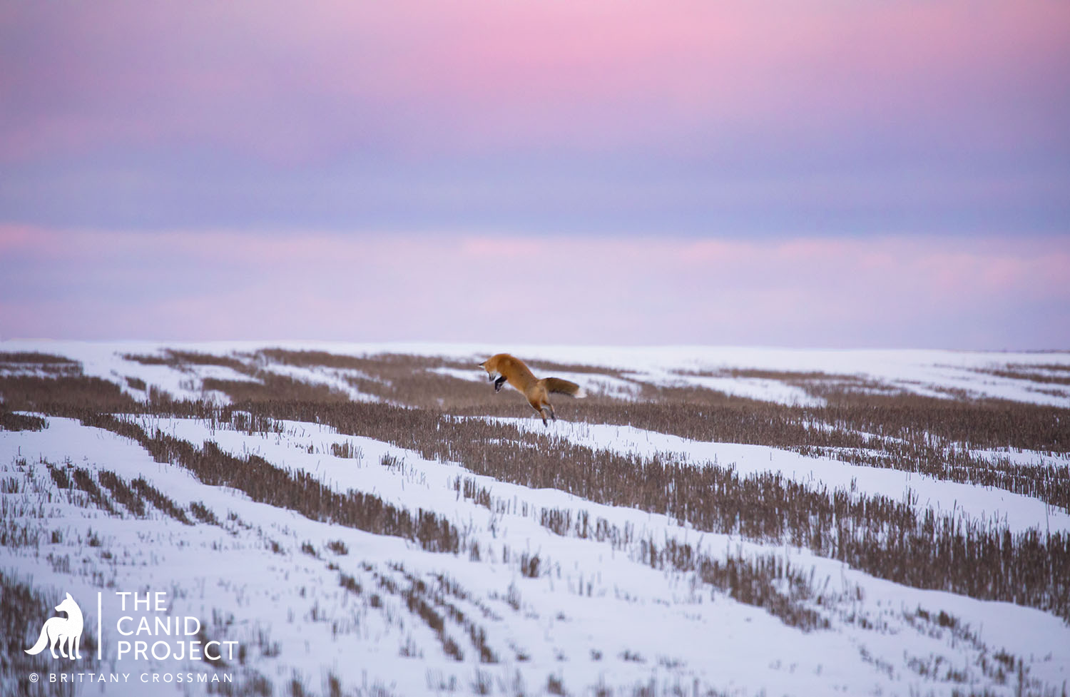 Seeing More Red Foxes in Your Neighborhood or Town? Here’s Why… — The ...