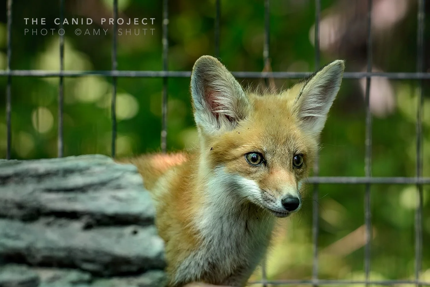 Louisiana Fox Rescue — The Canid Project