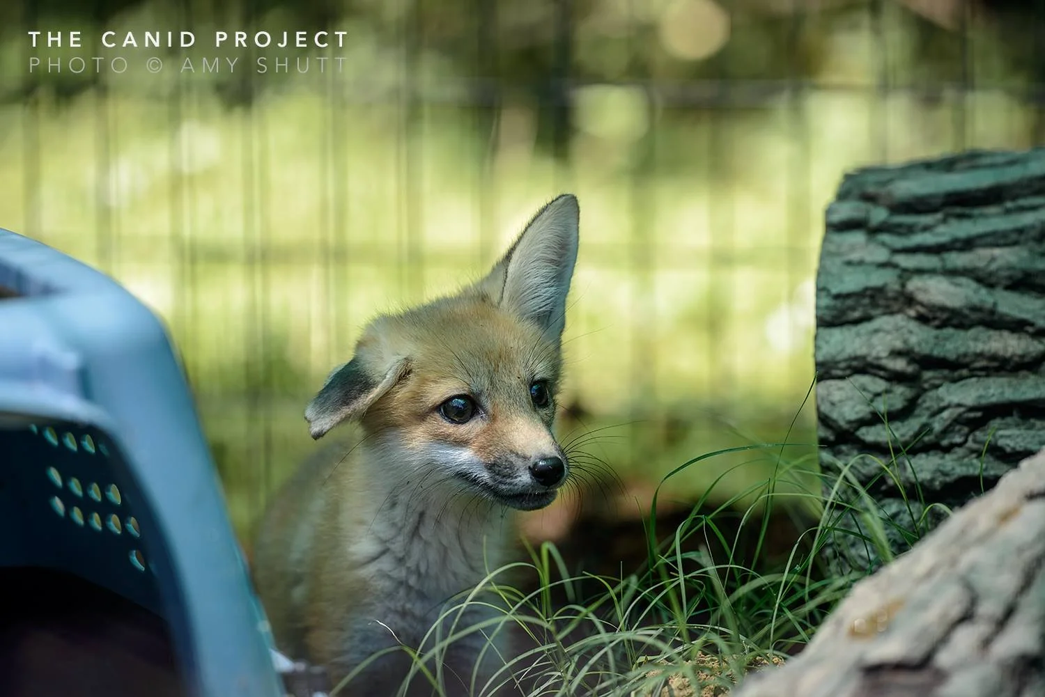 Louisiana Fox Rescue — The Canid Project