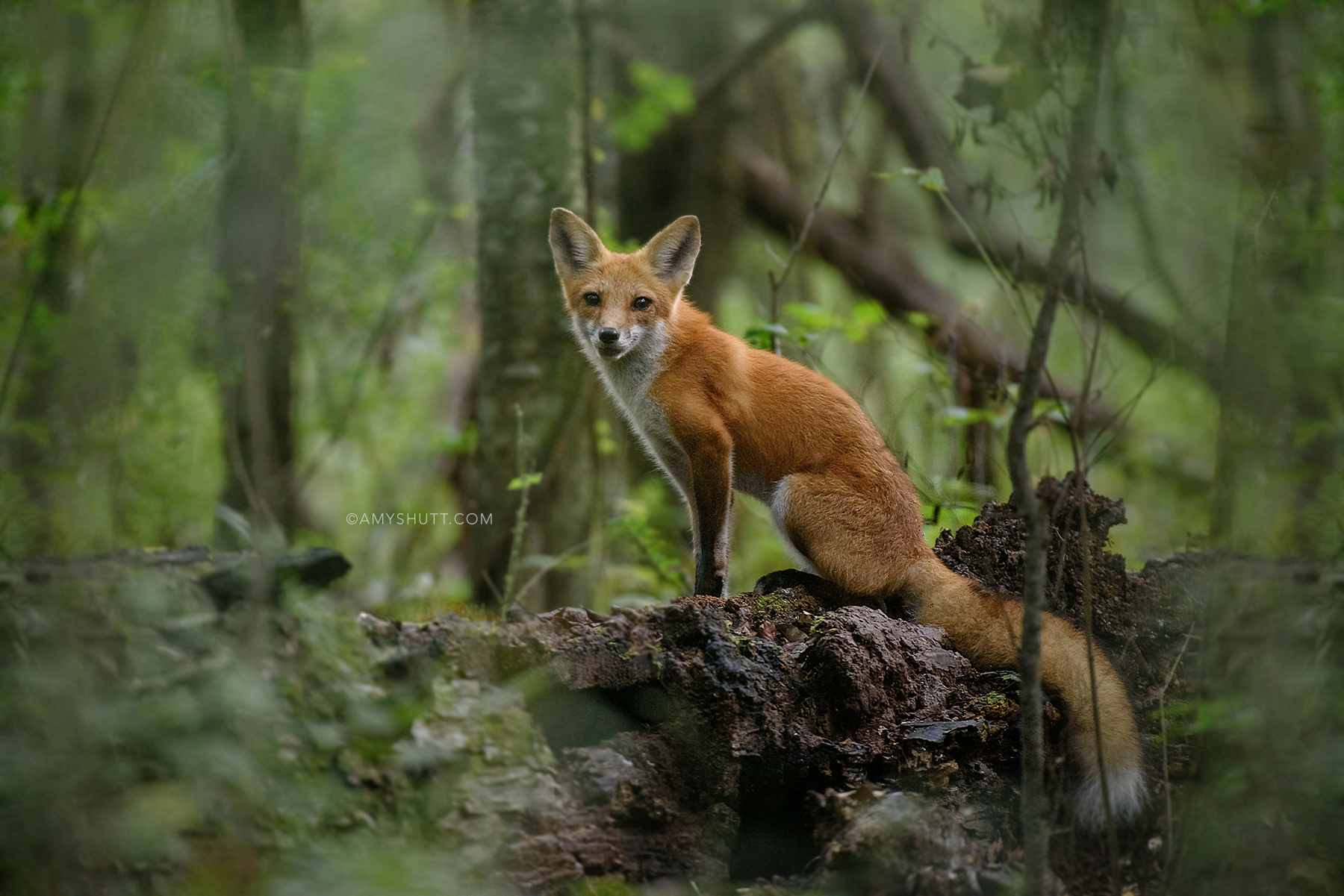 Louisiana Fox Rescue — The Canid Project