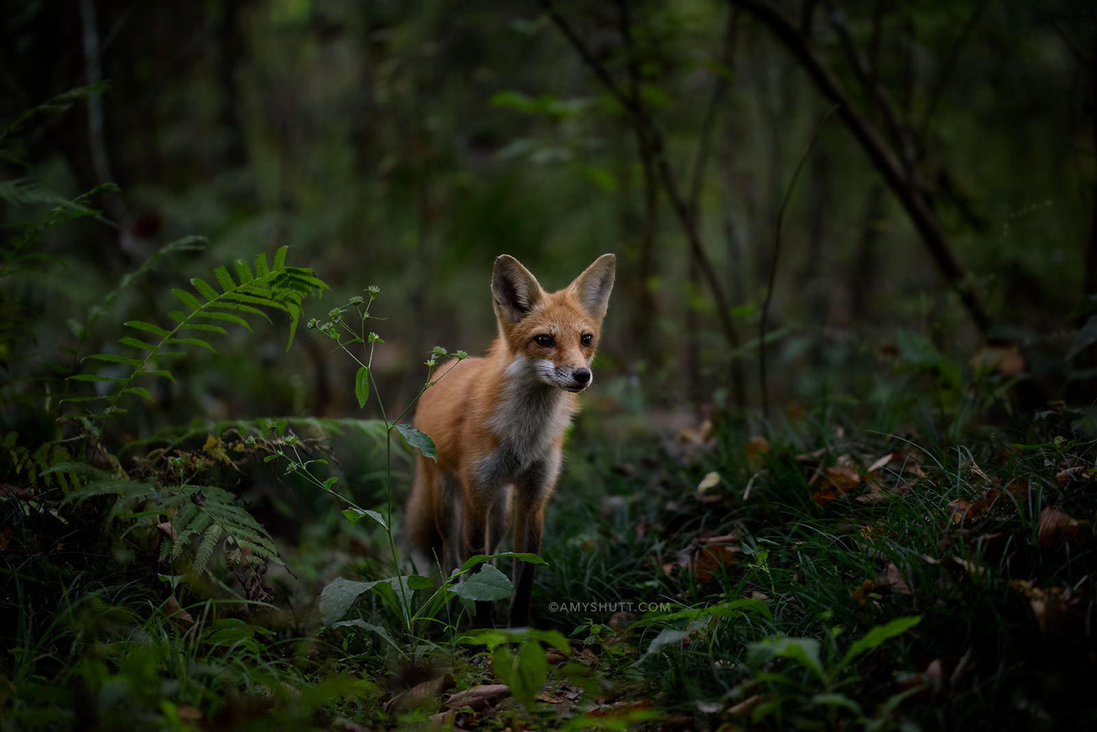 Louisiana Fox Rescue — The Canid Project