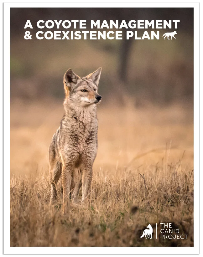 Coyotes — The Canid Project