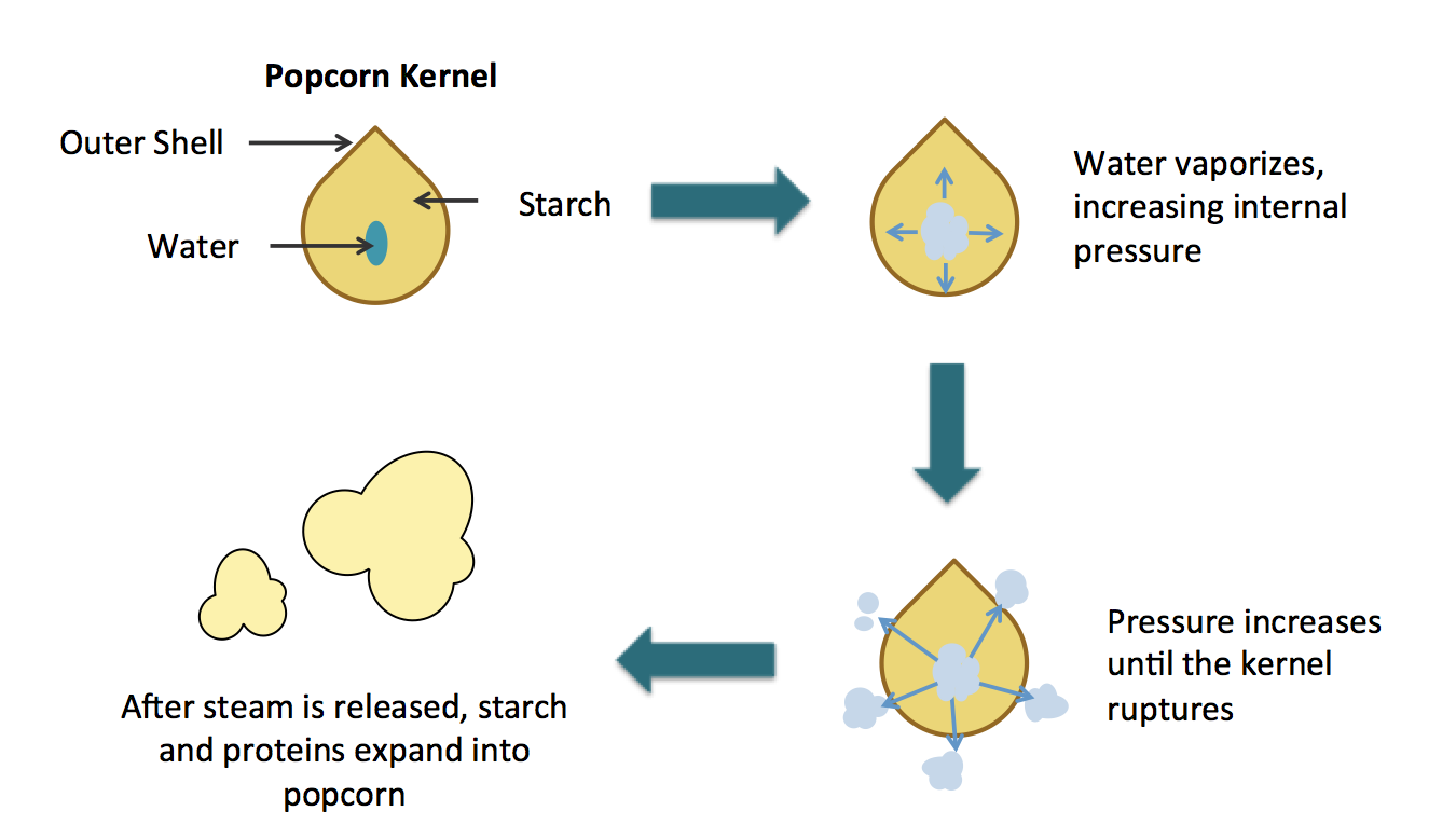 Popcorn Kernel Diagram