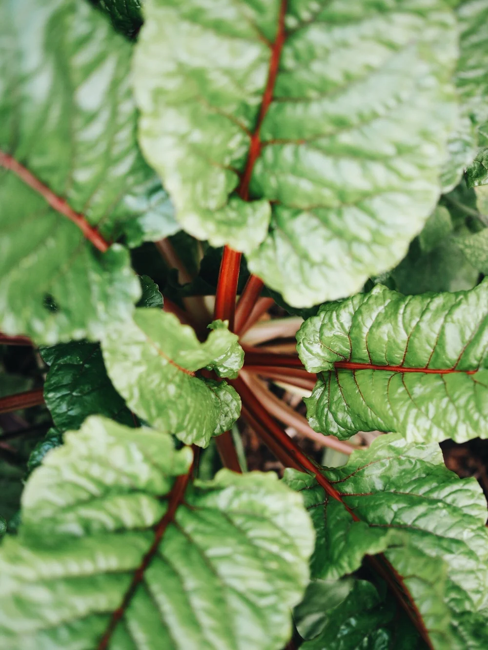 Learn to Garden — Gardening with Casey Joy