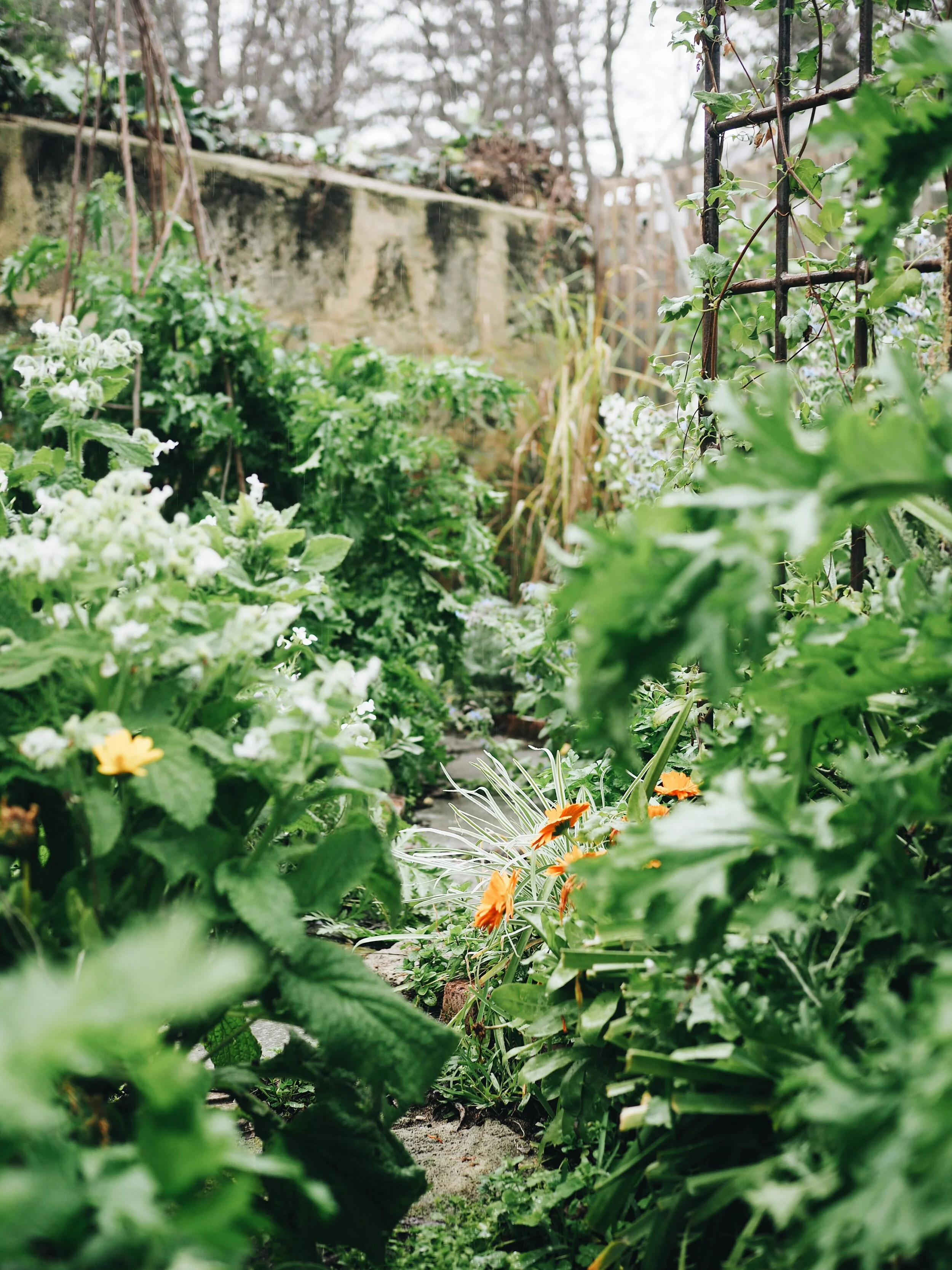 Learn to Garden — Gardening with Casey Joy