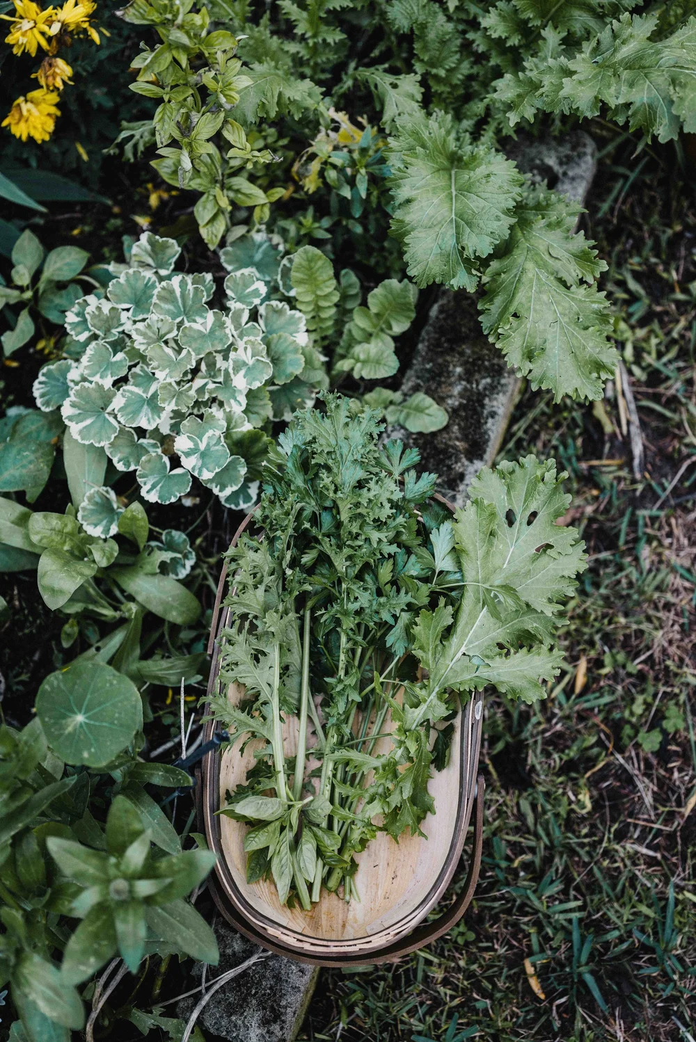 Learn to Garden — Gardening with Casey Joy