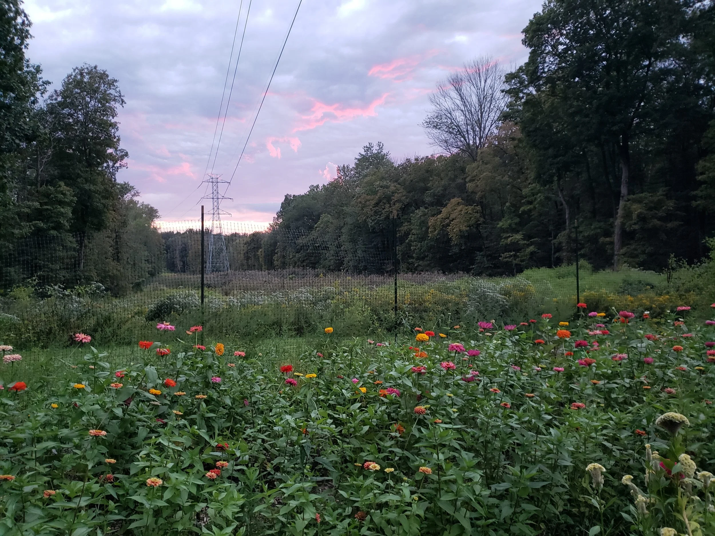 Growing Flowers and Children with Rising Hill Farm