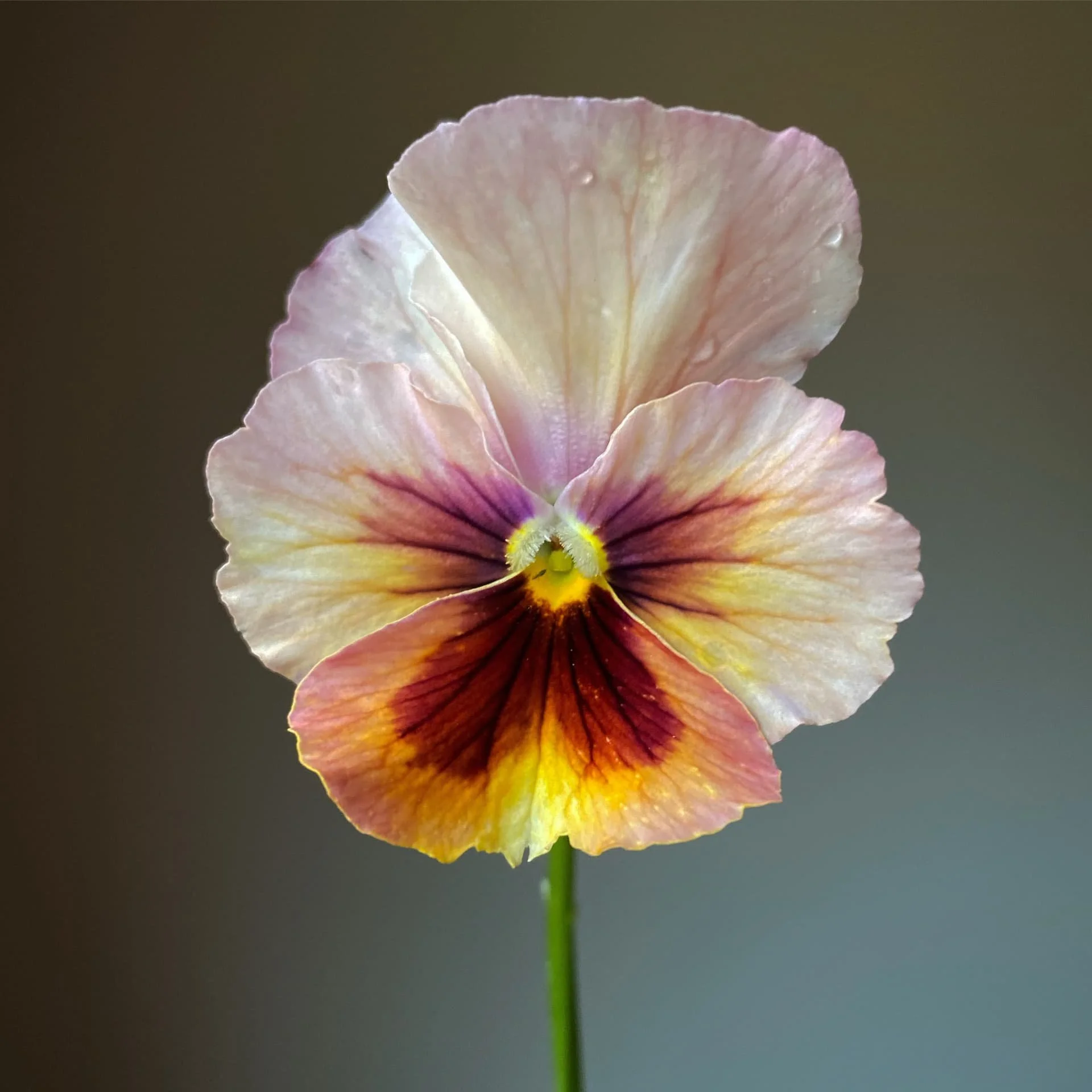 All About Pansies: How to Grow Them + A Variety Guide