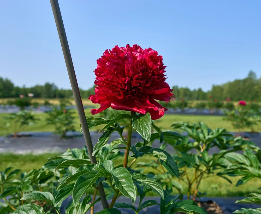 A Beginner’s Guide to Peony Bloom Forms