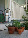Top Tips for Growing Cut Flowers in Containers