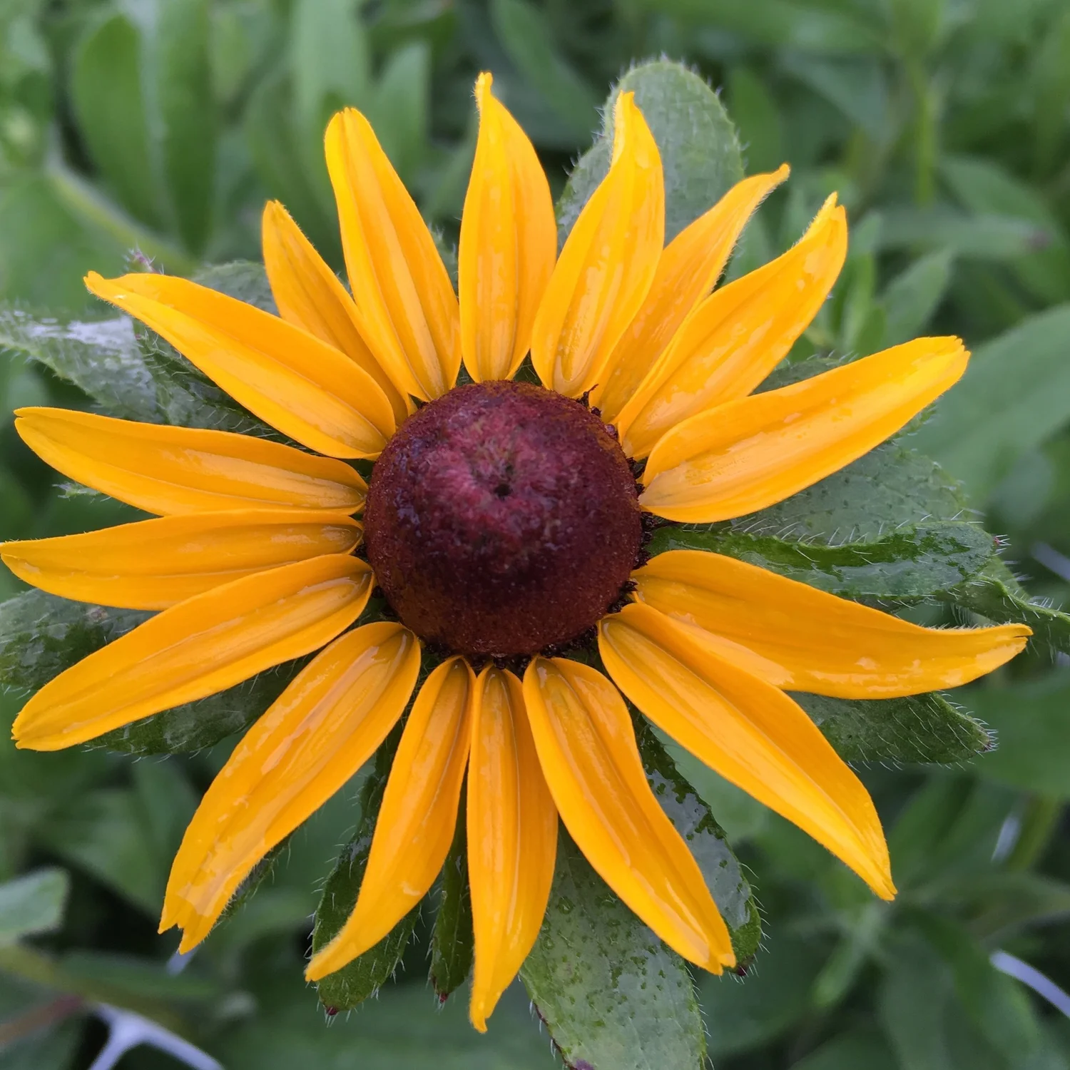 Learning from the first year of growing flowers