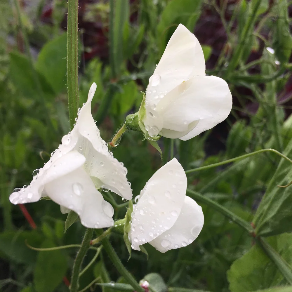 Learning from the first year of growing flowers
