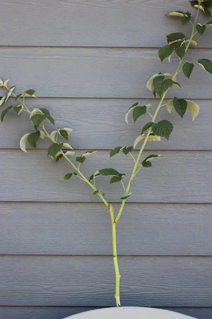 How & why to grow raspberry for foliage