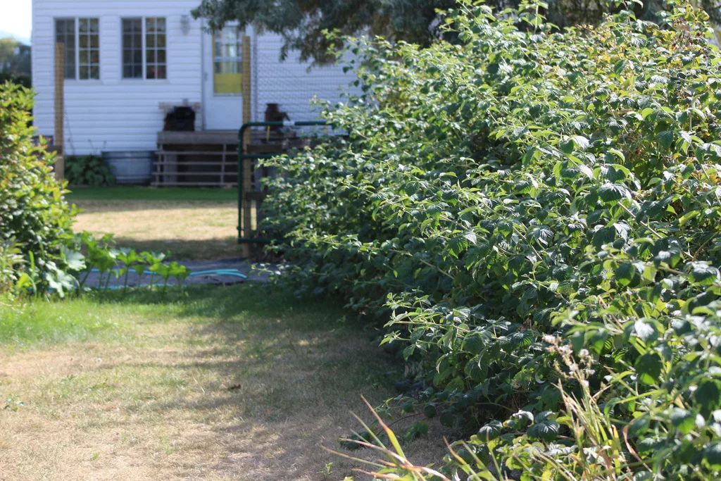 How & why to grow raspberry for foliage