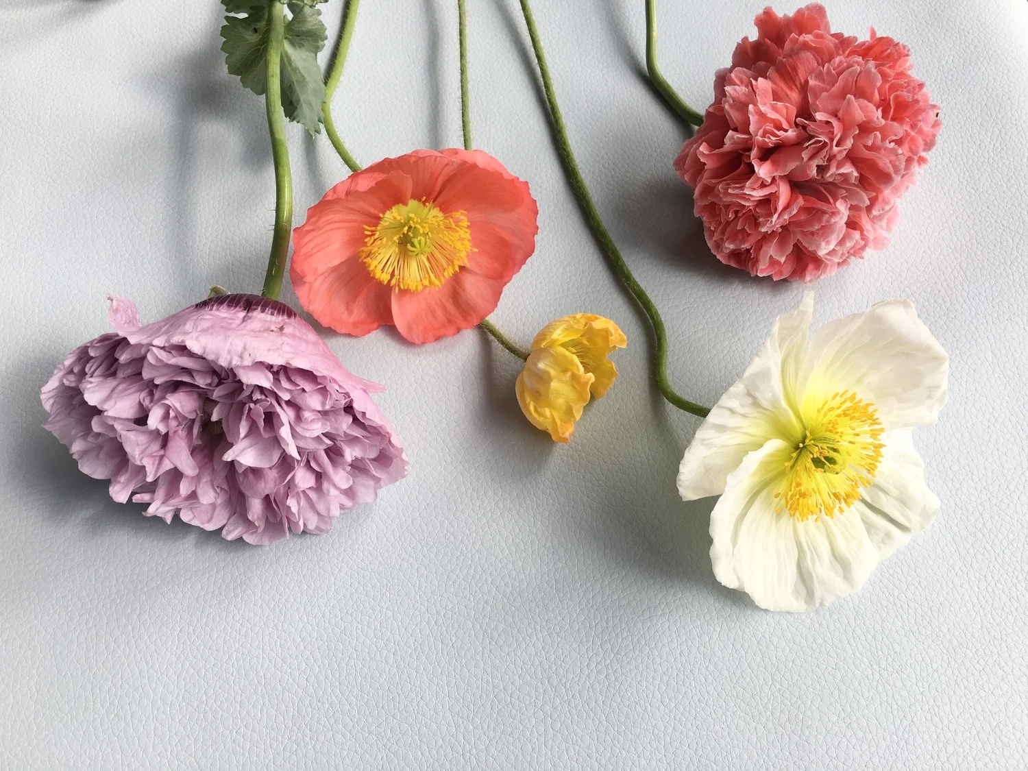 Growing and Arranging with Poppies