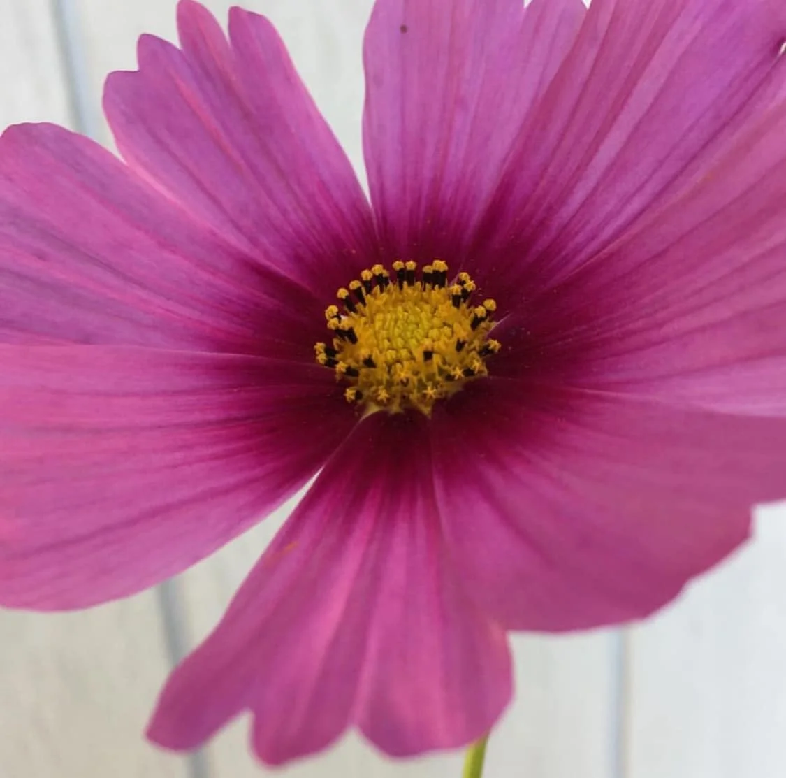 Why You Should Grow Cosmos Flowers