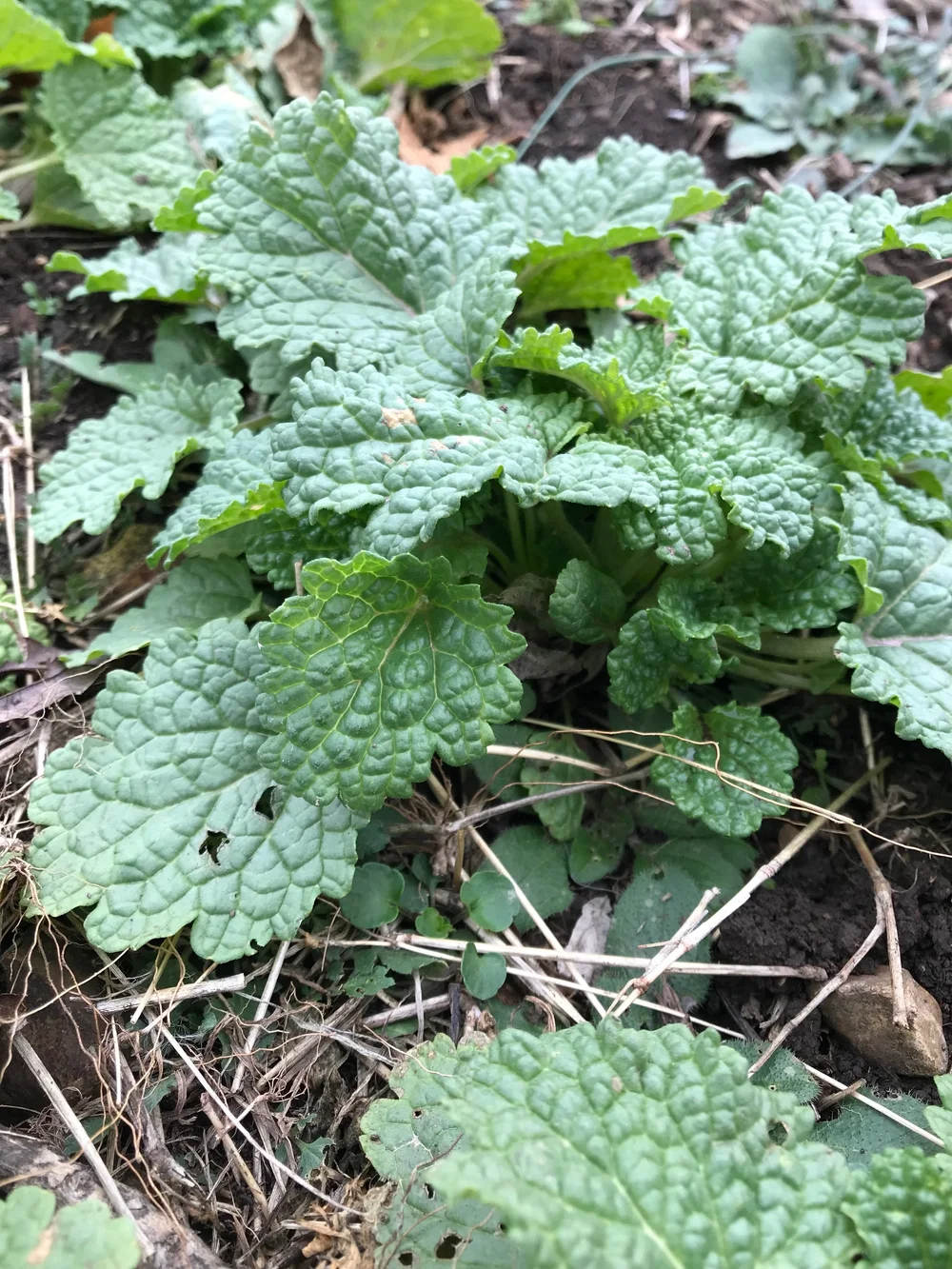 Tips on Growing Bells of Ireland