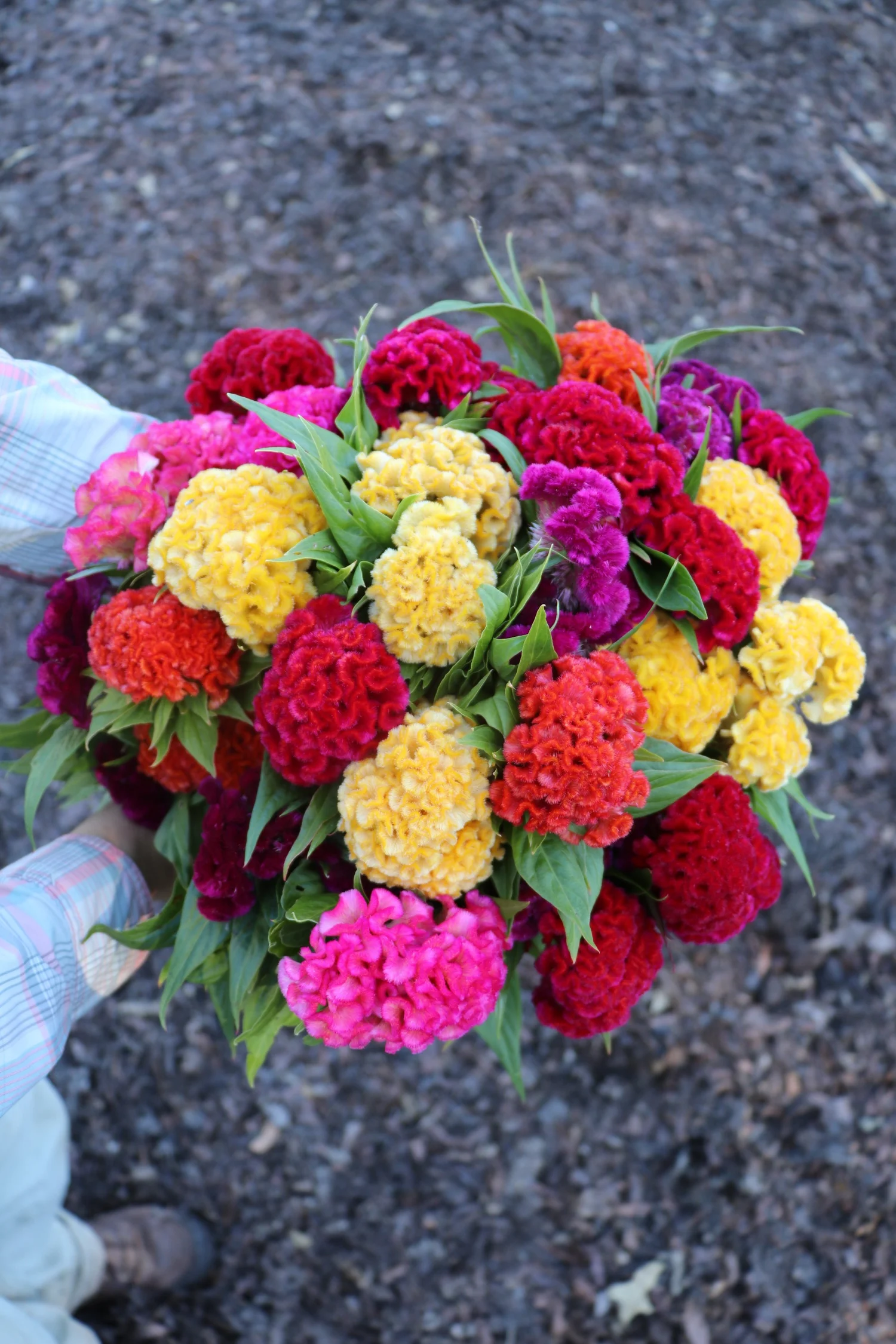 Where to buy flower seeds for sale