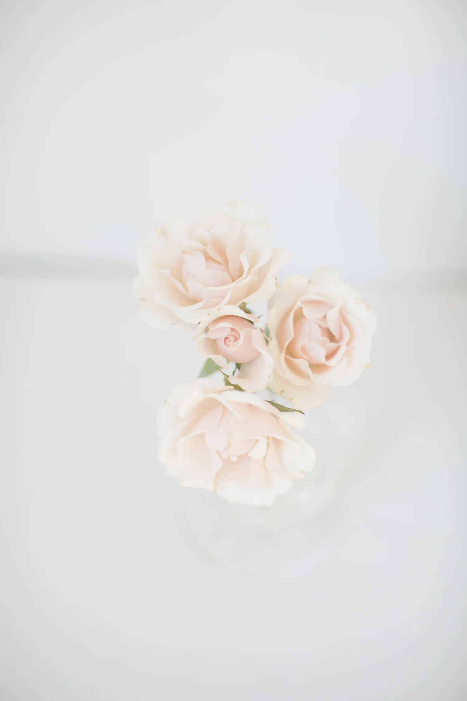 Complete Guide to Flowers and Foliage That Last Without Water