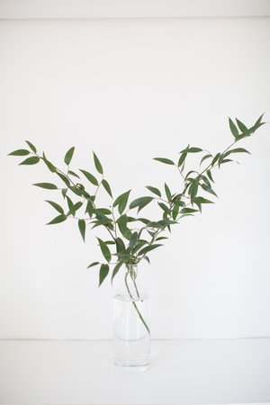 Complete Guide to Flowers and Foliage That Last Without Water