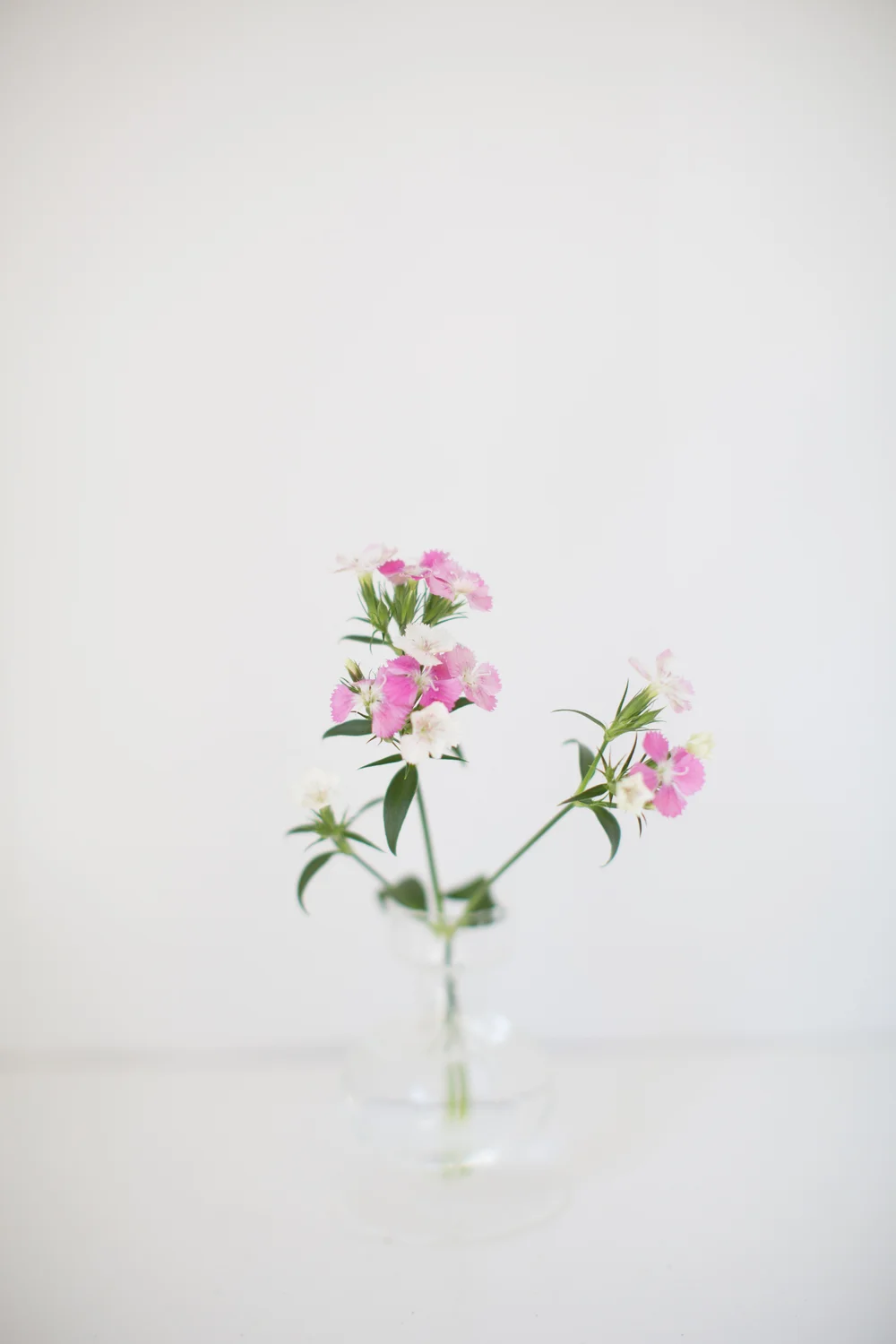 Complete Guide to Flowers and Foliage That Last Without Water
