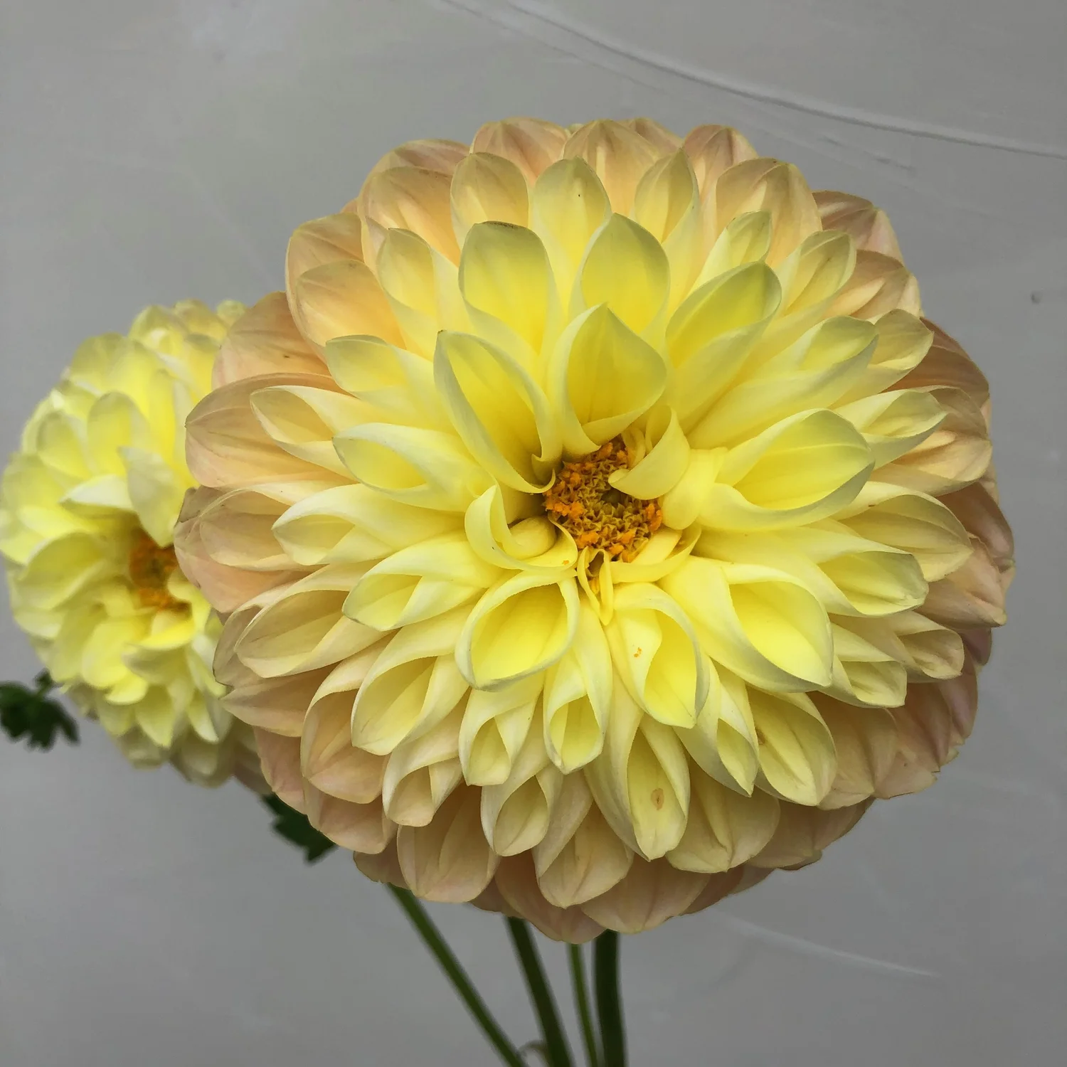 Comprehensive Dahlia Variety Guide by Color