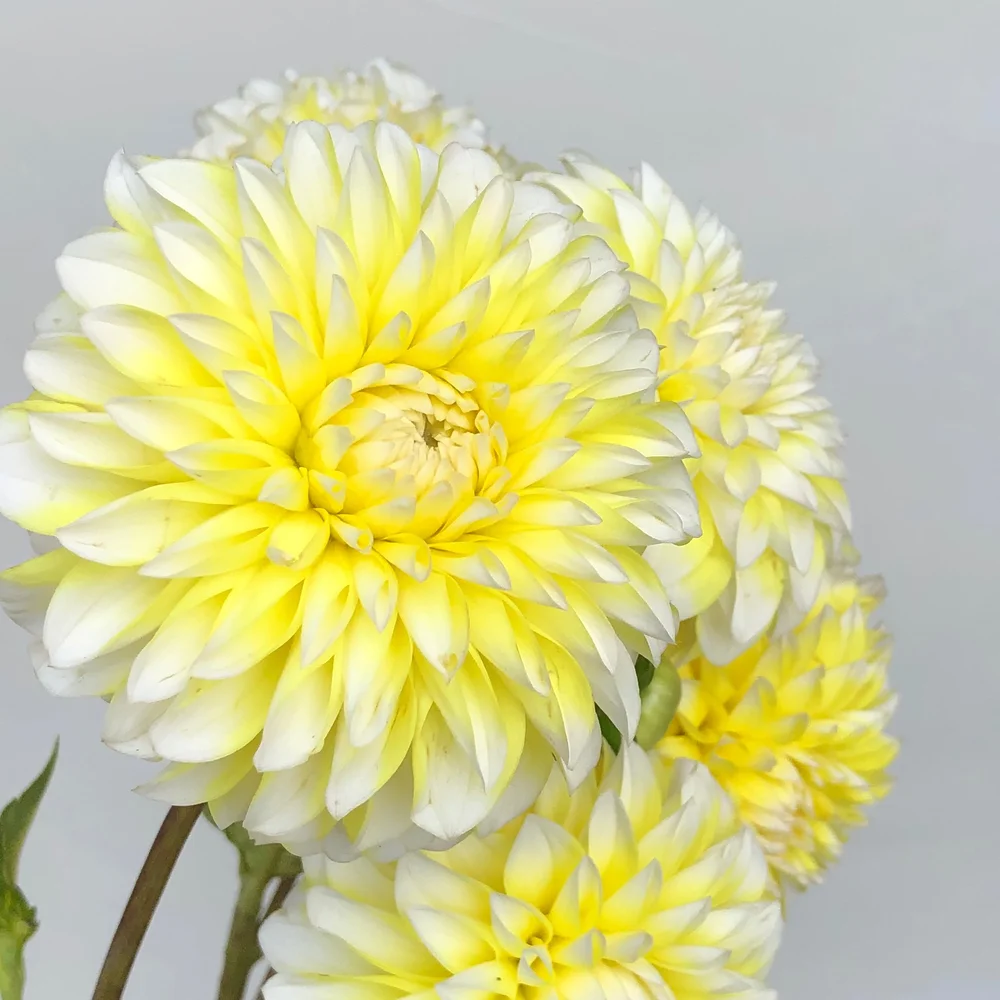 Comprehensive Dahlia Variety Guide by Color