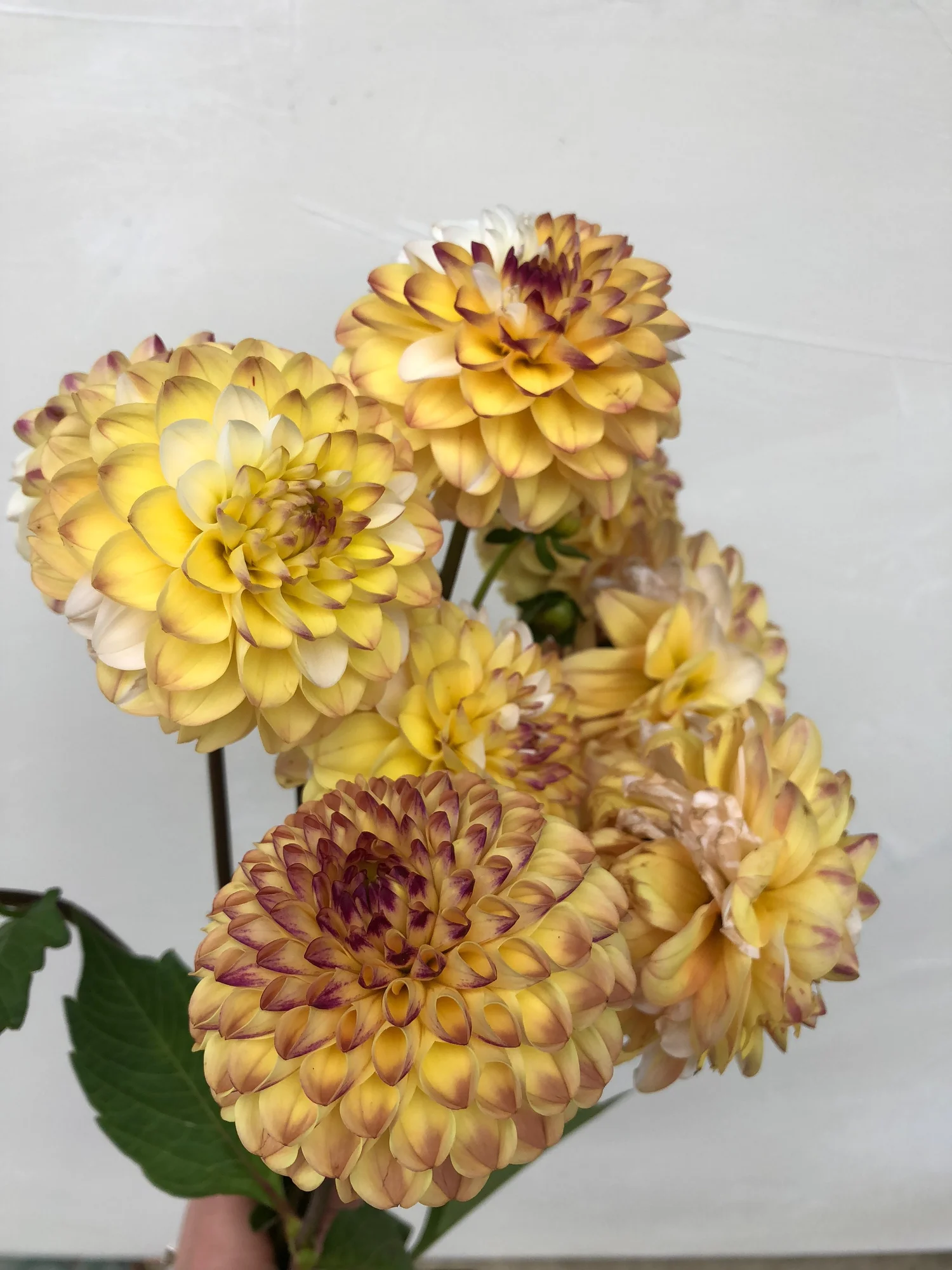 Comprehensive Dahlia Variety Guide by Color