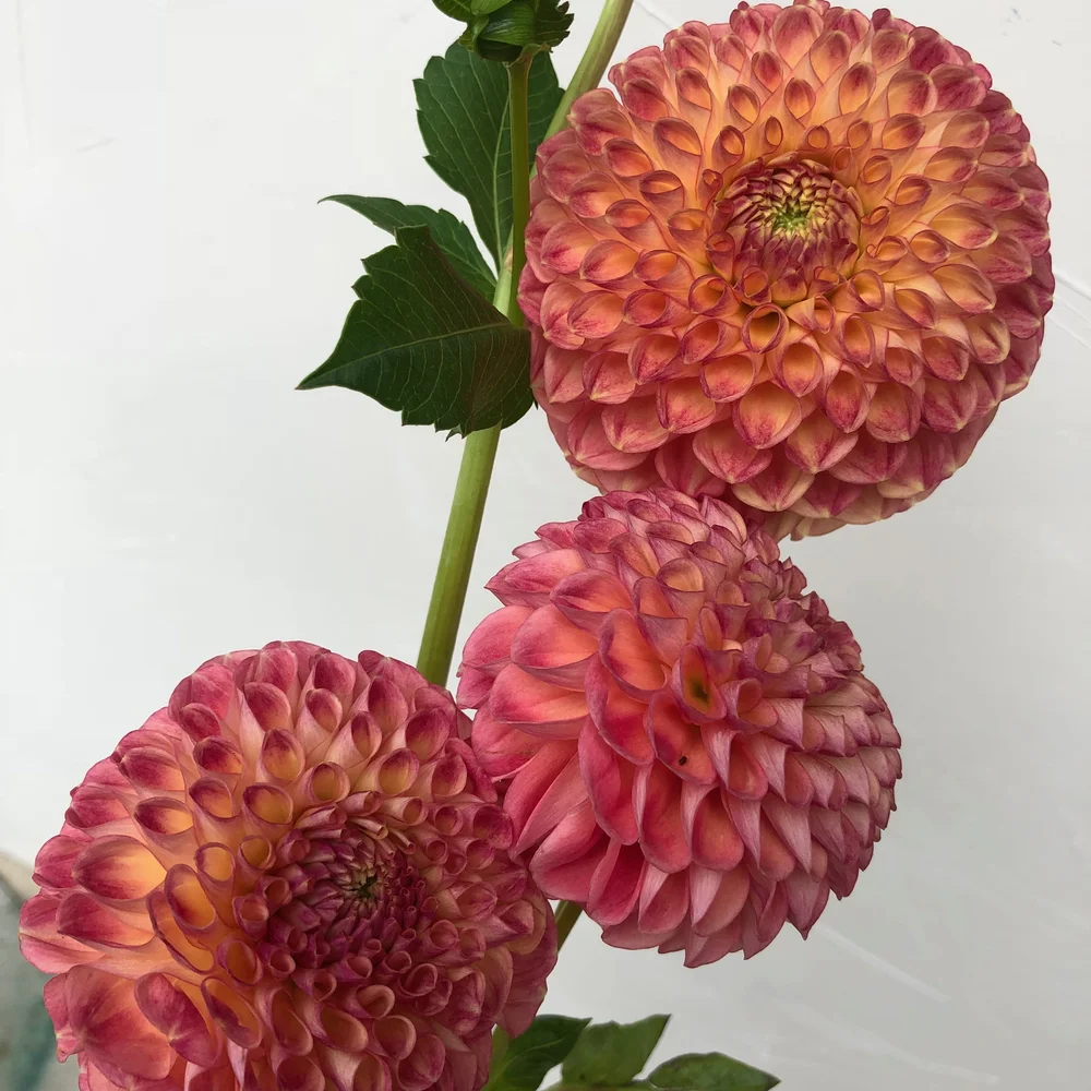 Comprehensive Dahlia Variety Guide by Color