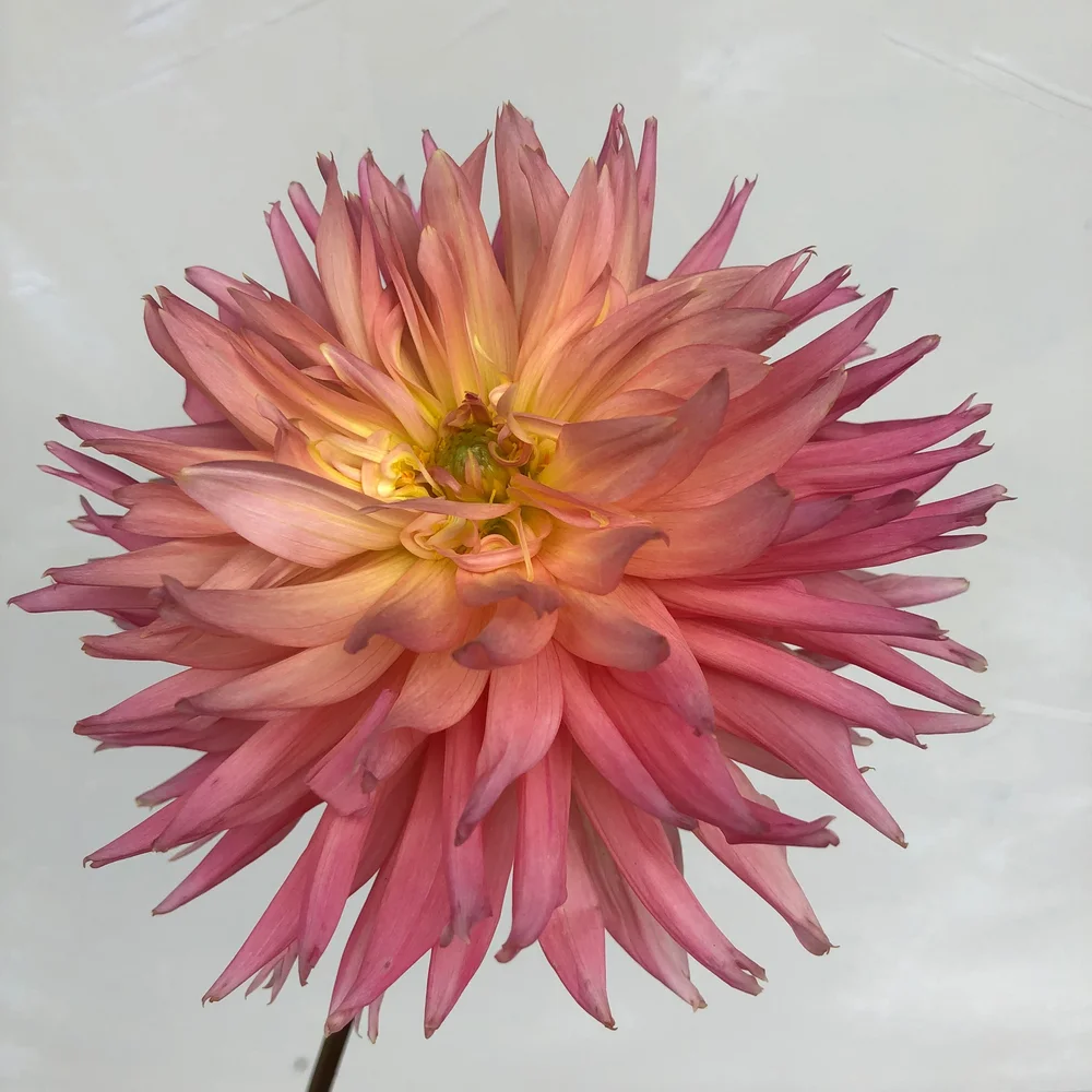 Comprehensive Dahlia Variety Guide by Color