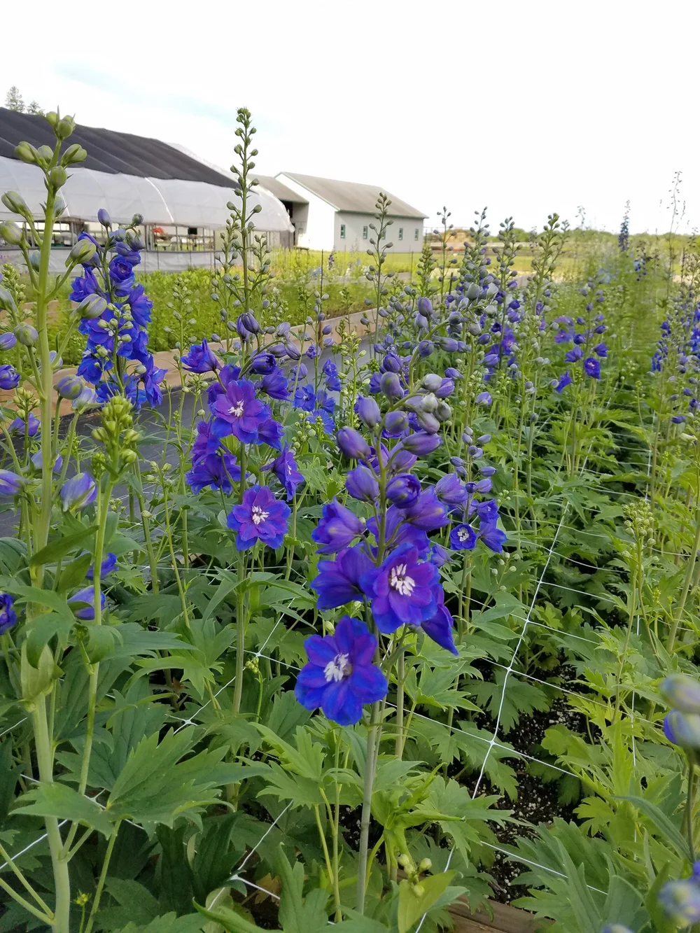 In-Depth Techniques You Need for Growing Delphinium