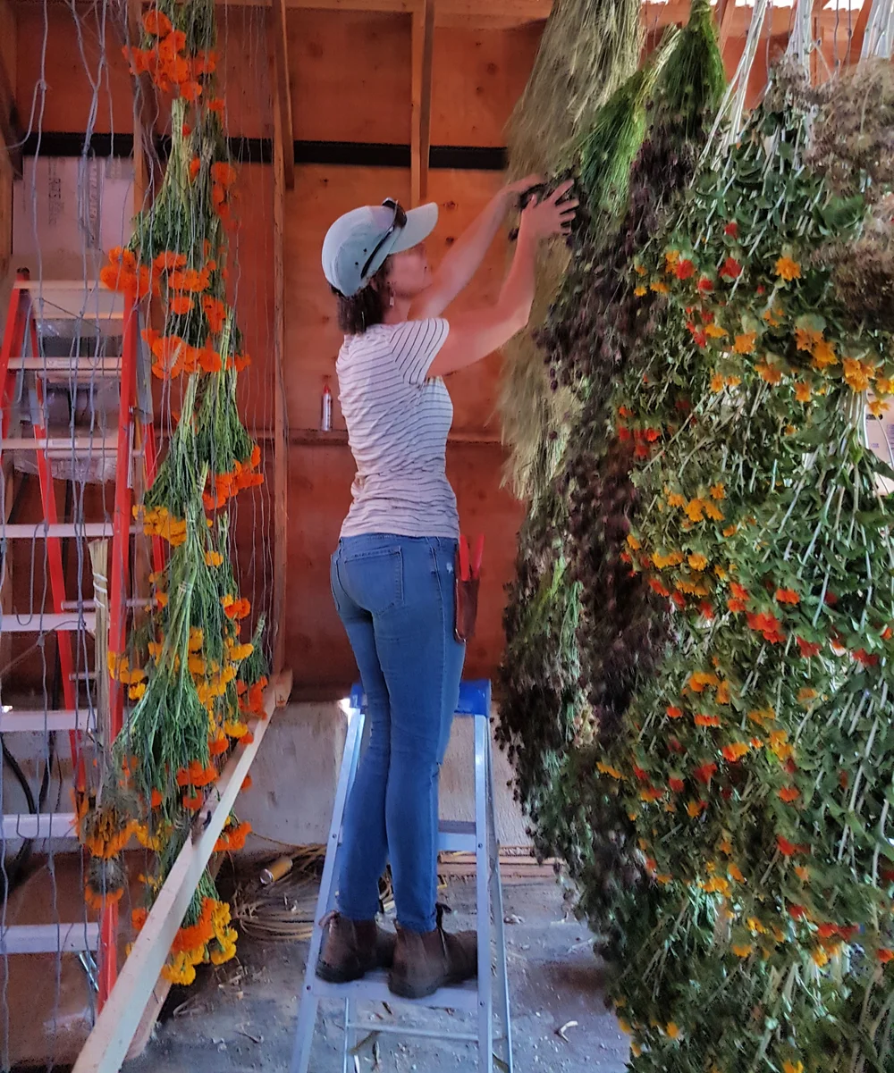 How to Grow, Harvest, and Dry Flowers for Arranging