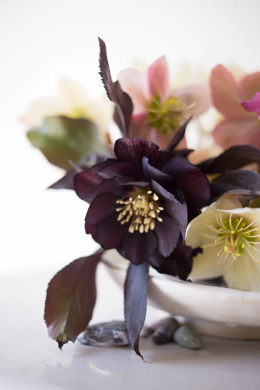 Quick Guide to Growing Hellebores