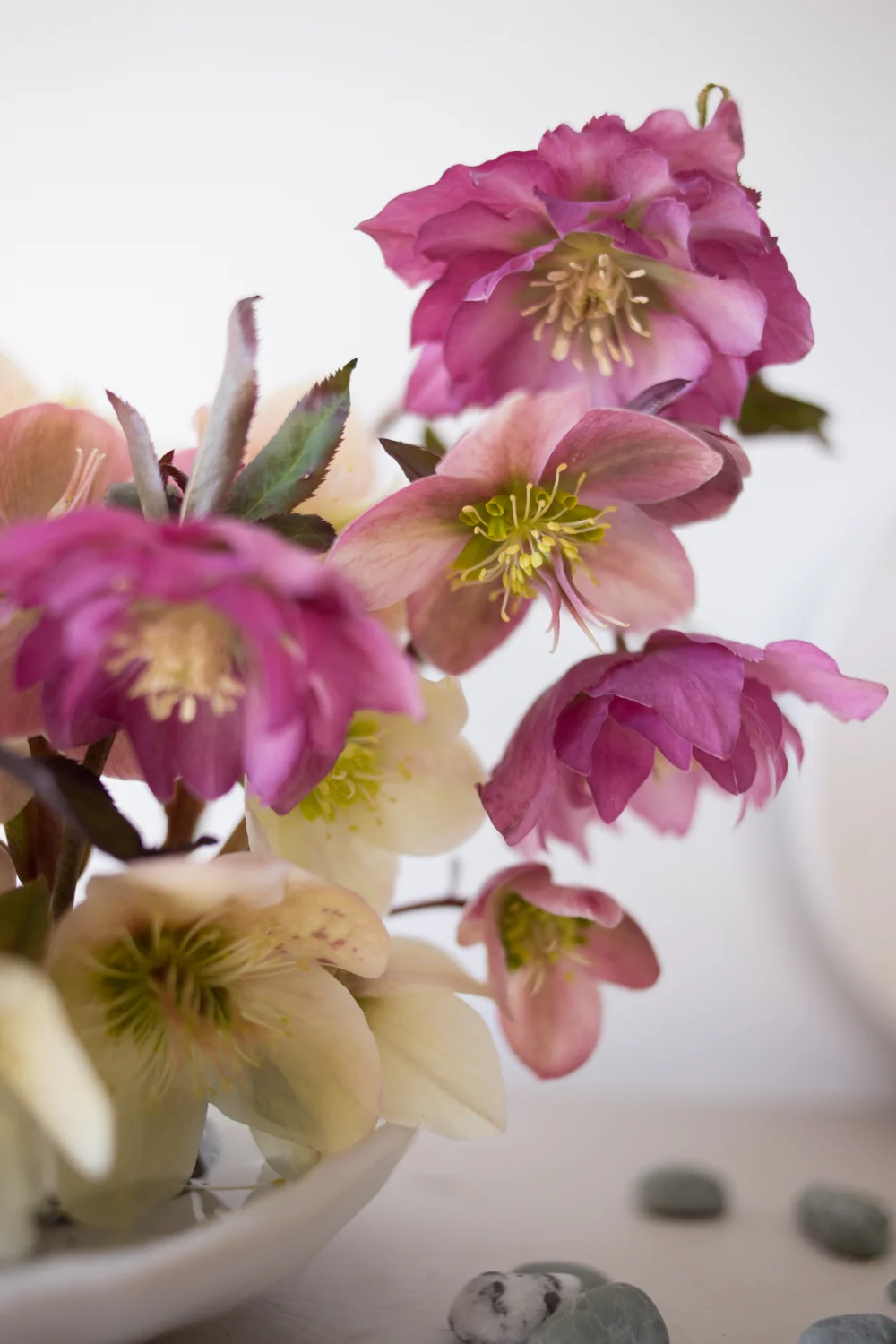 Quick Guide to Growing Hellebores