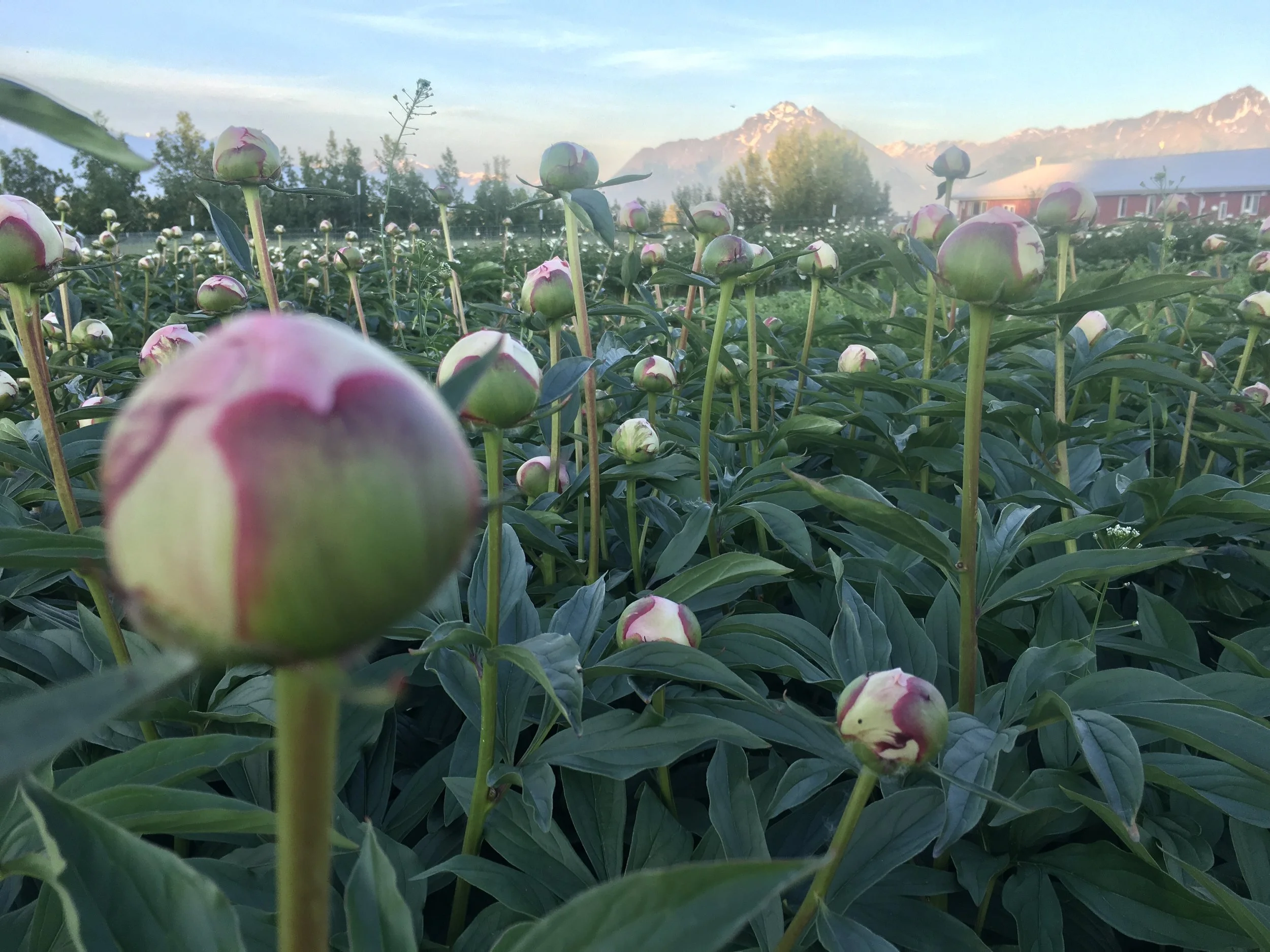 How to Plant a Peony Cutting Garden