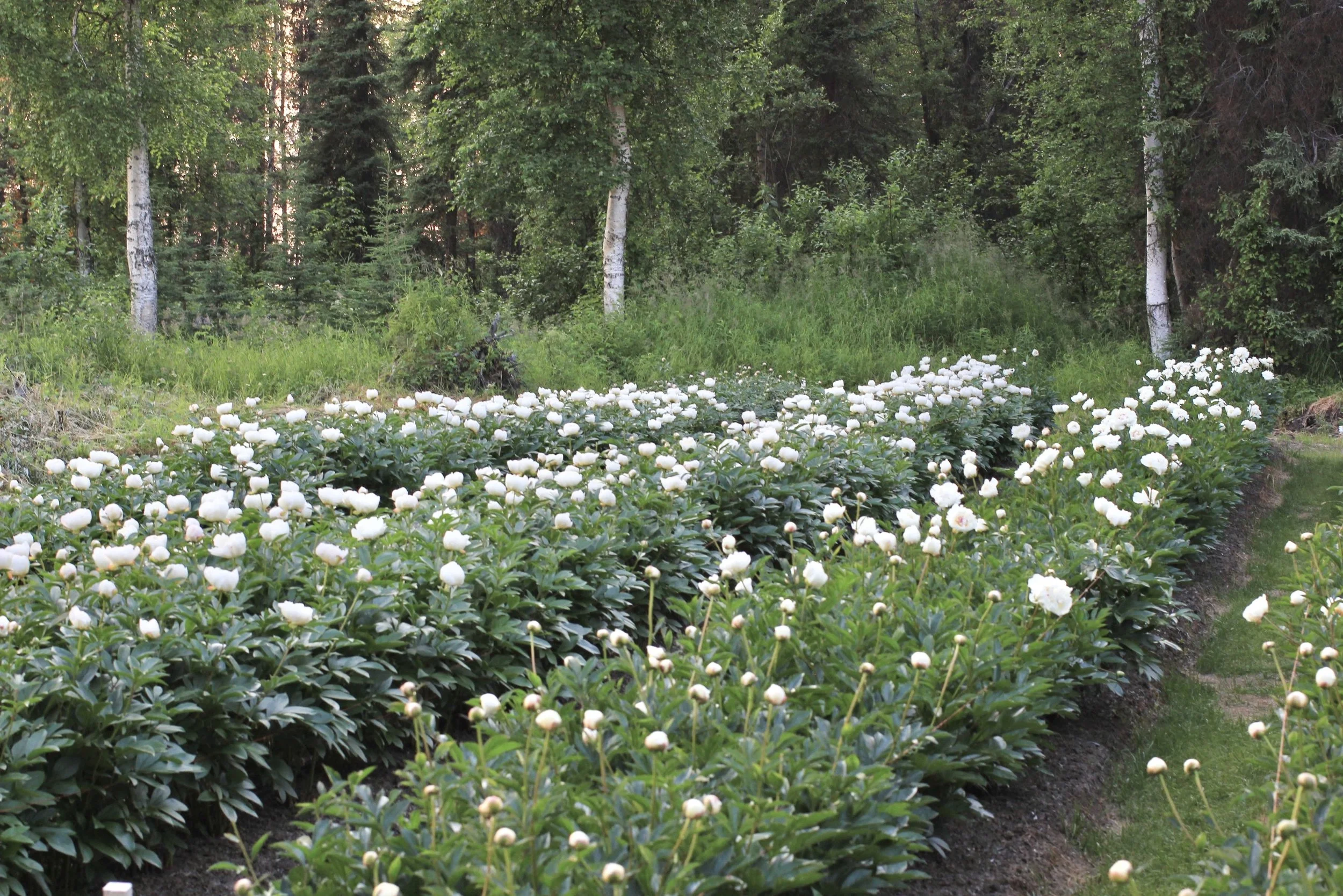 How to Plant a Peony Cutting Garden