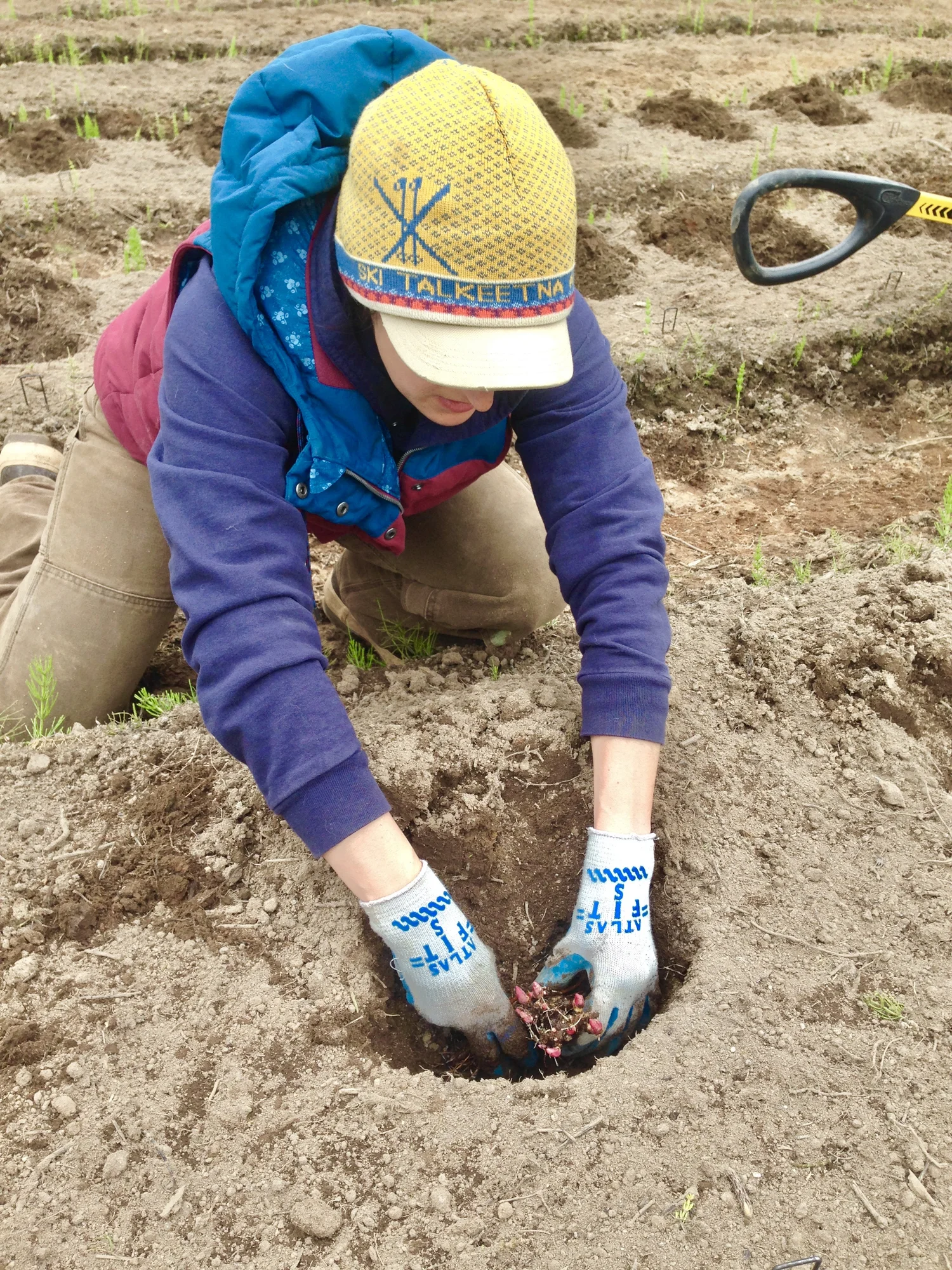 How to Plant a Peony Cutting Garden