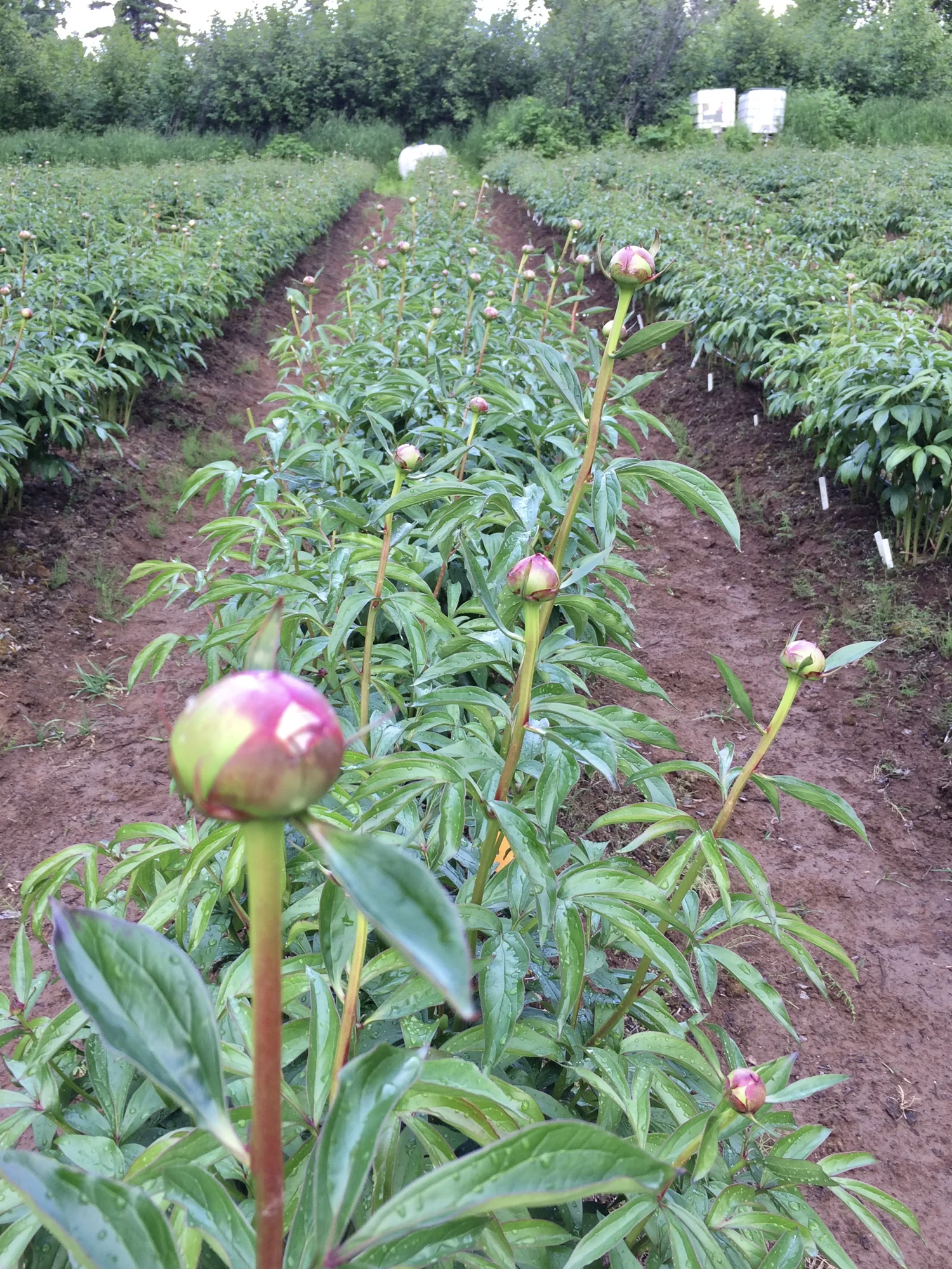 How to Plant a Peony Cutting Garden