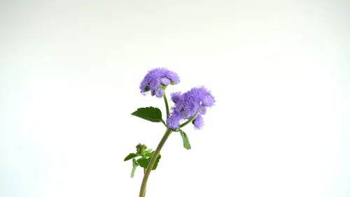Video: Flower Feature—Using Ageratum in Floral Arrangements