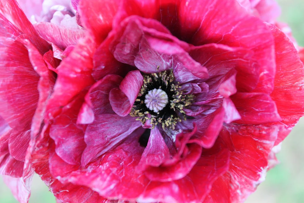 Best Tips for Operating a Roadside Flower Stand