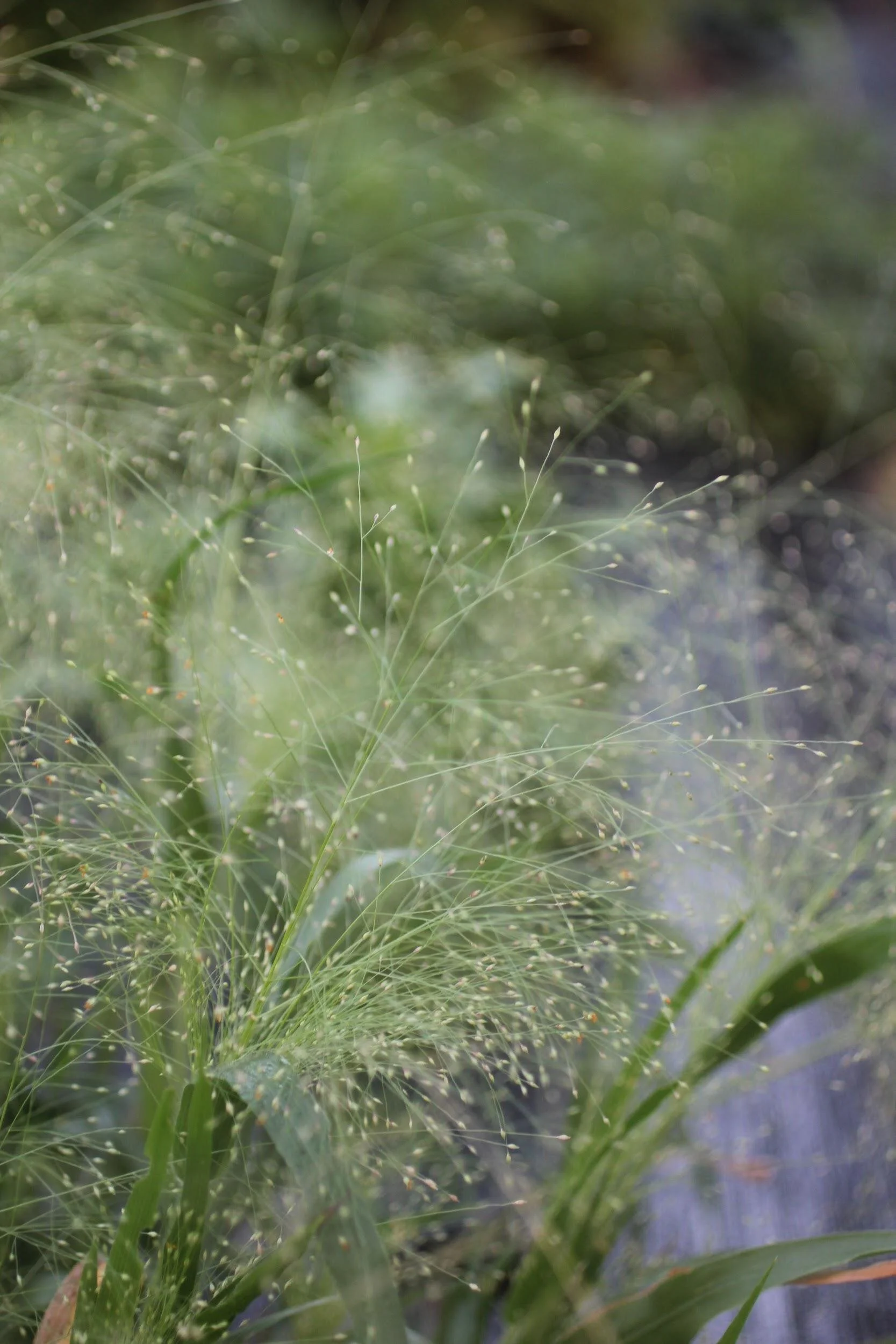 Unique Grasses to Use in Floral Design—And How to Grow Them