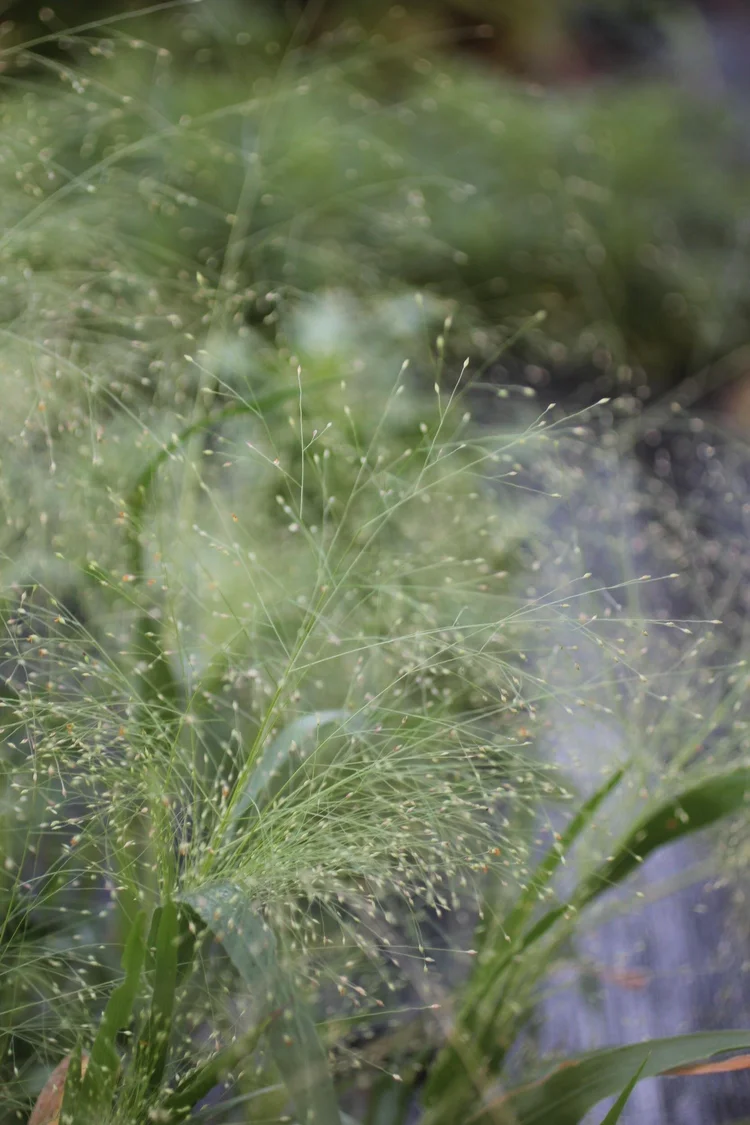 Unique Grasses to Use in Floral Design—And How to Grow Them